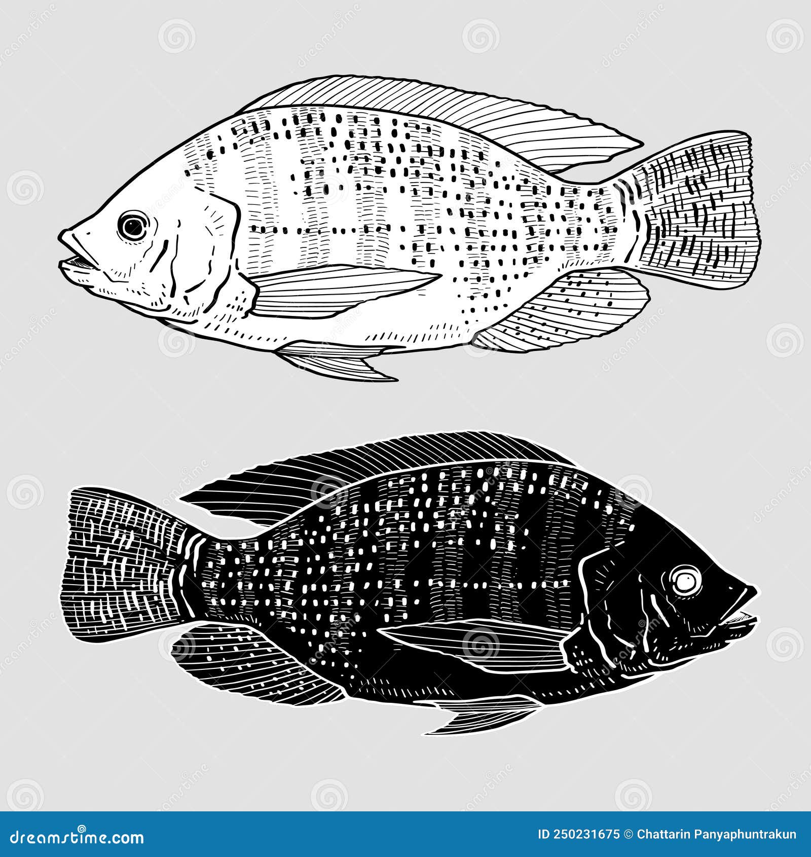 Vector Illustration of Tilapia Fish Stock Illustration - Illustration ...