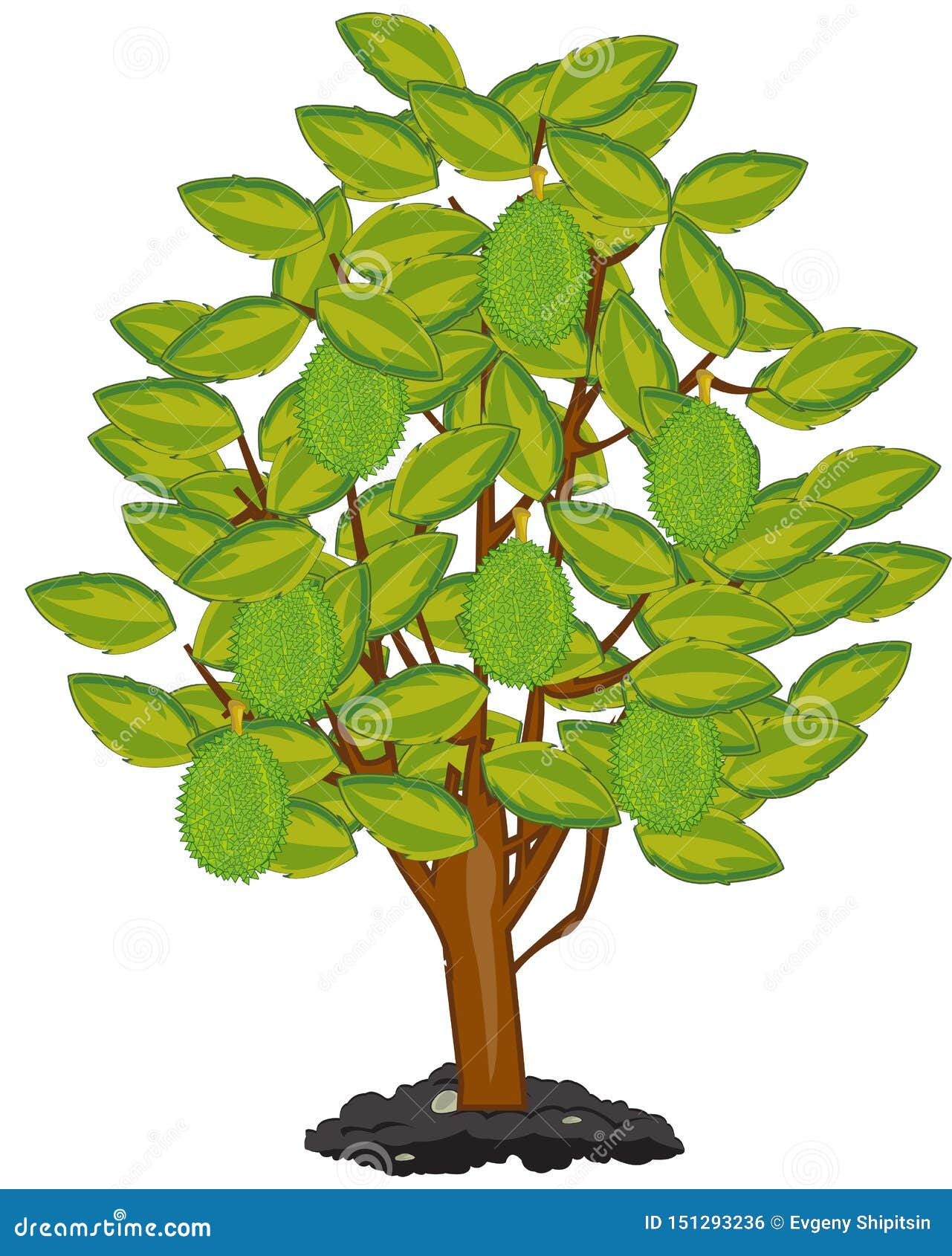 Ripe Walnut, Nut, Walnuts Fruits Green Tree Branch With Leaves Isolated ...