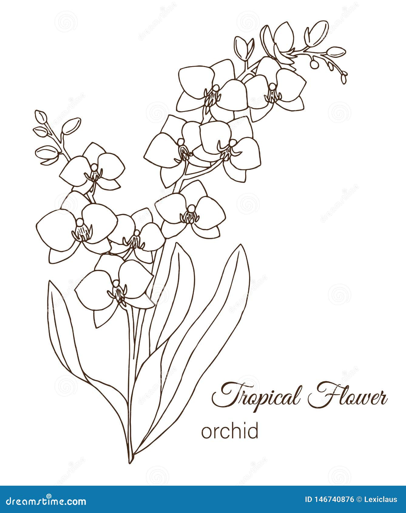 Vector Illustration Of Tropical Flower Isolated On White Background