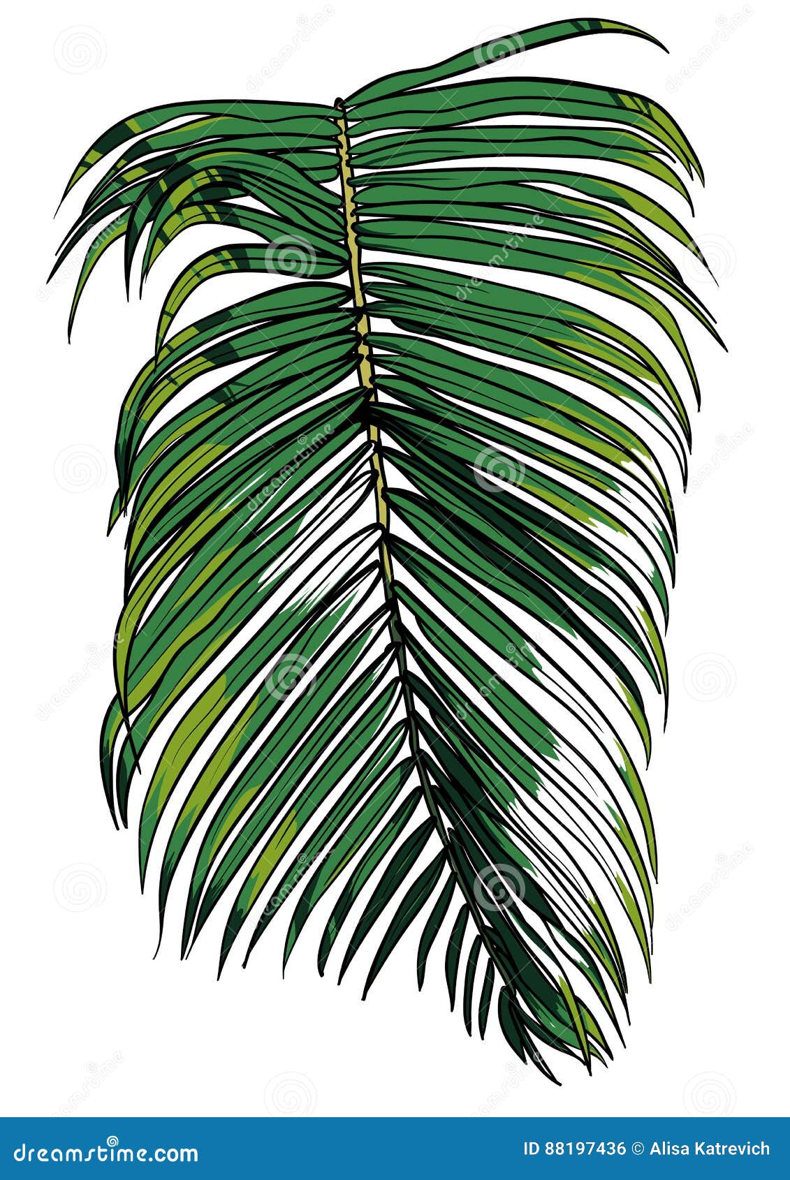 Vector Illustration of a Tropical Palm Leaf. Nature, Tree, Aloha Colors ...