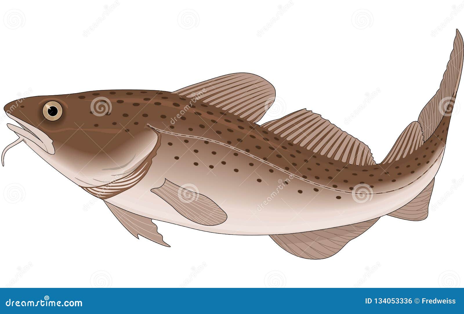 True Cod Fish Vector Illustration Transparent Background ...