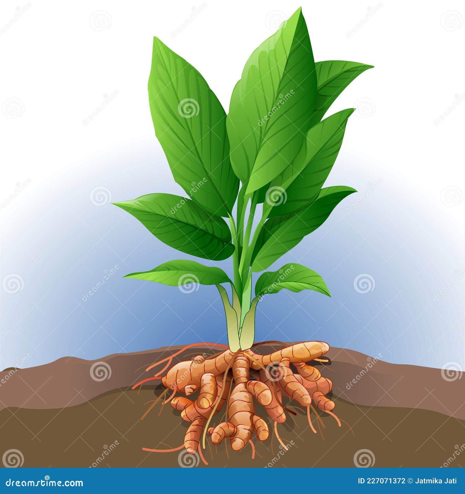 Turmeric Plant Illustration Cartoon Vector | CartoonDealer.com #81595461