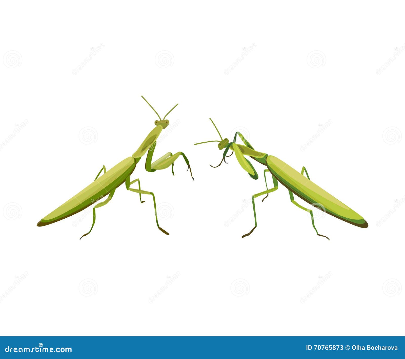 Vector Illustration of Two Praying Mantis are Fighting Stock Vector ...