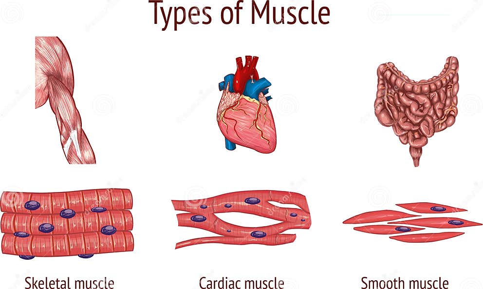 Vector Illustration of a Types of Muscle Stock Vector - Illustration of ...