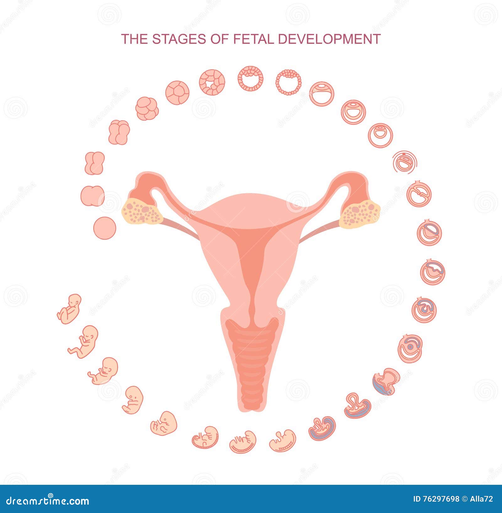 Vector Illustration Uterus And Stages Of Fetal Development Isolated On