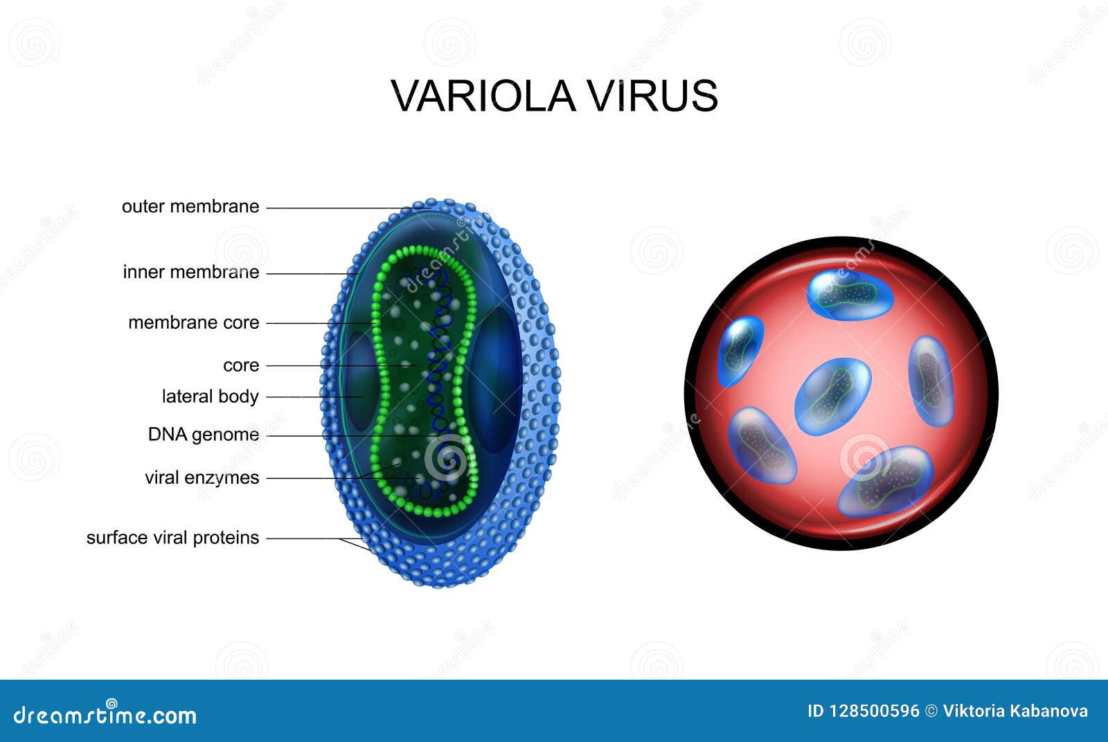 Variola, smallpox virus, stock vector. Illustration of cell - 128500596