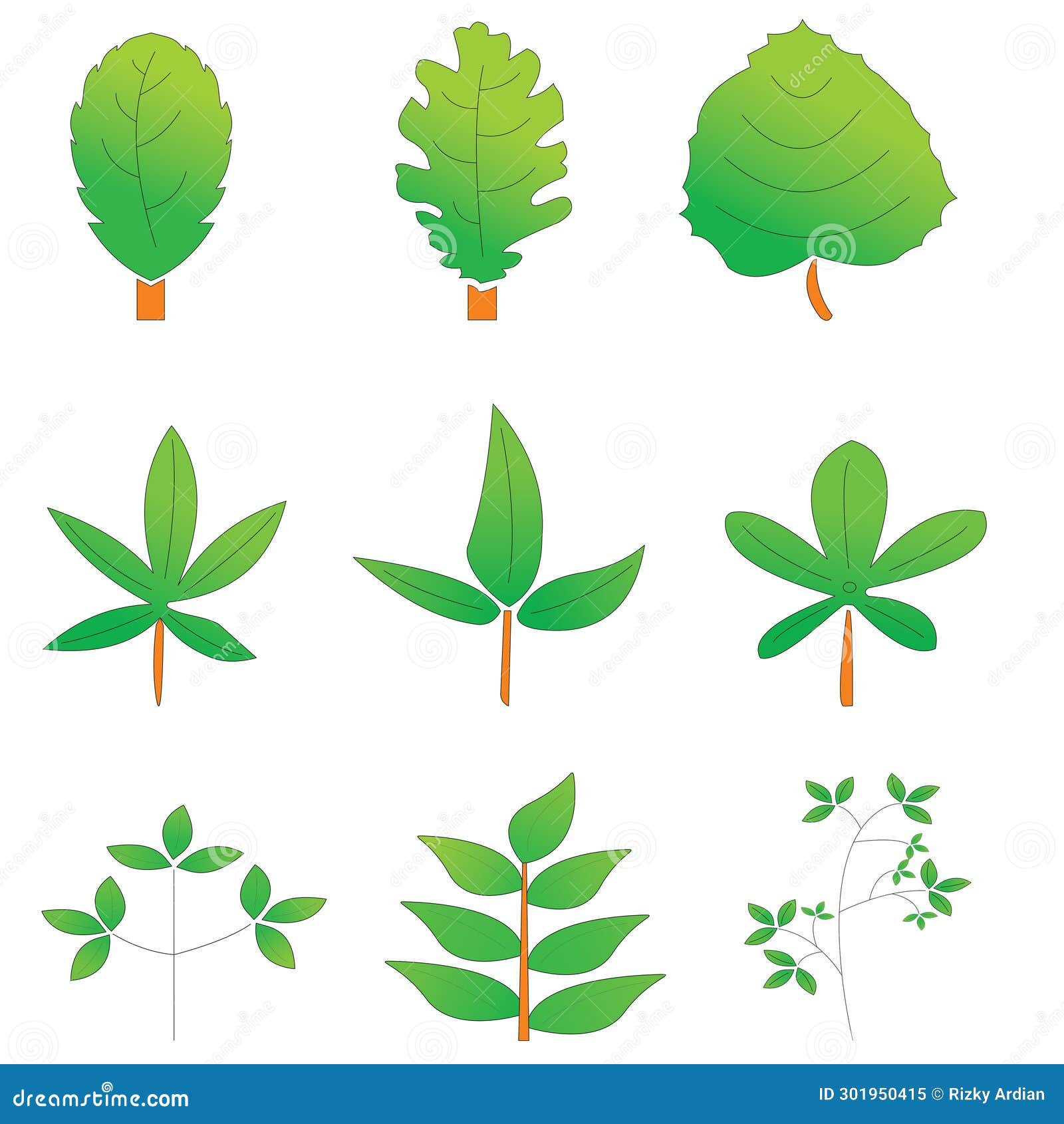 Various leaf shapes stock vector. Illustration of tree - 301950415