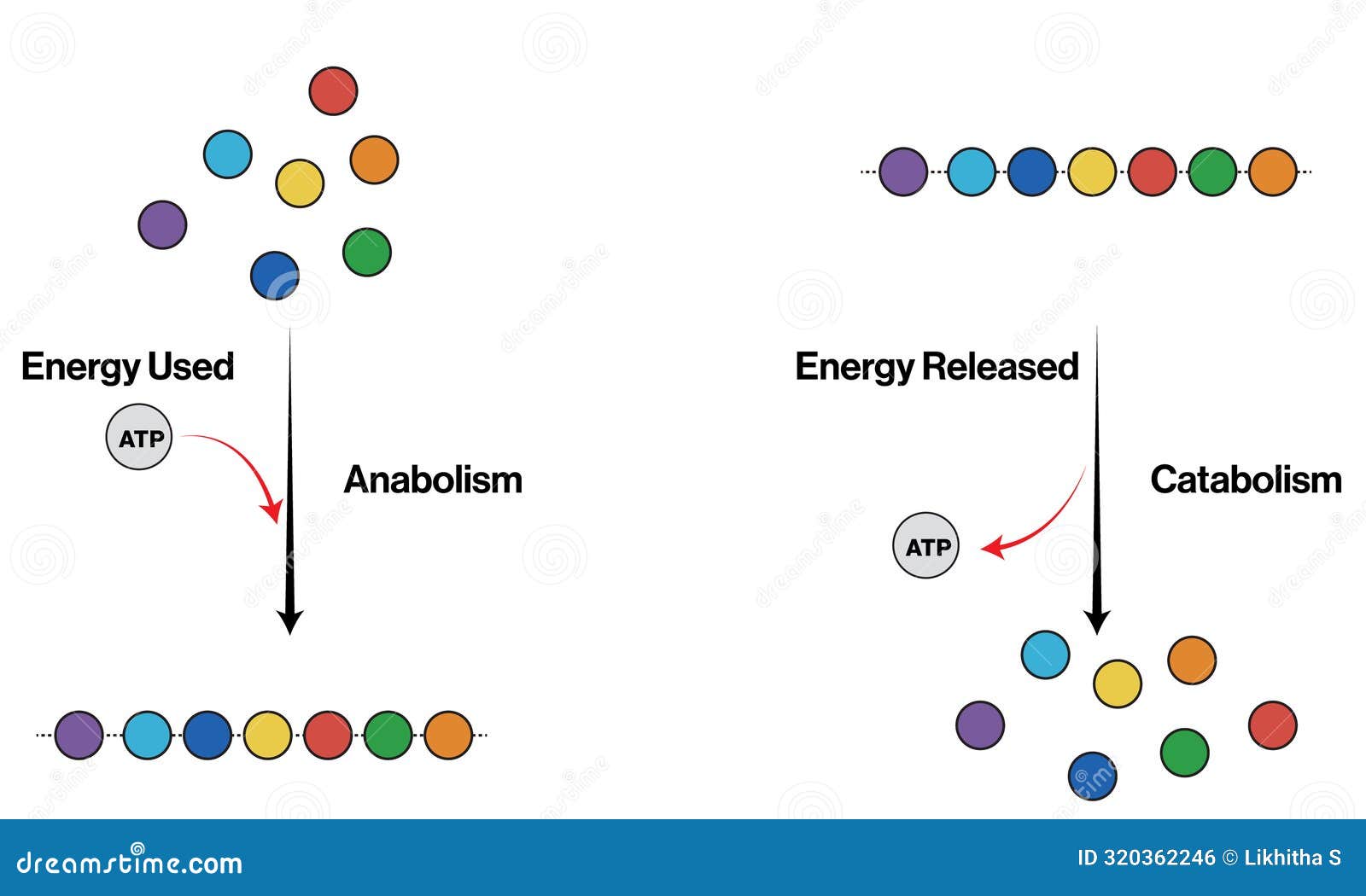 Illustration Depicting the Intricate Process of Metabolism on a White ...