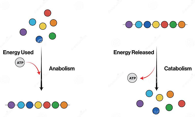 Illustration Depicting the Intricate Process of Metabolism on a White ...