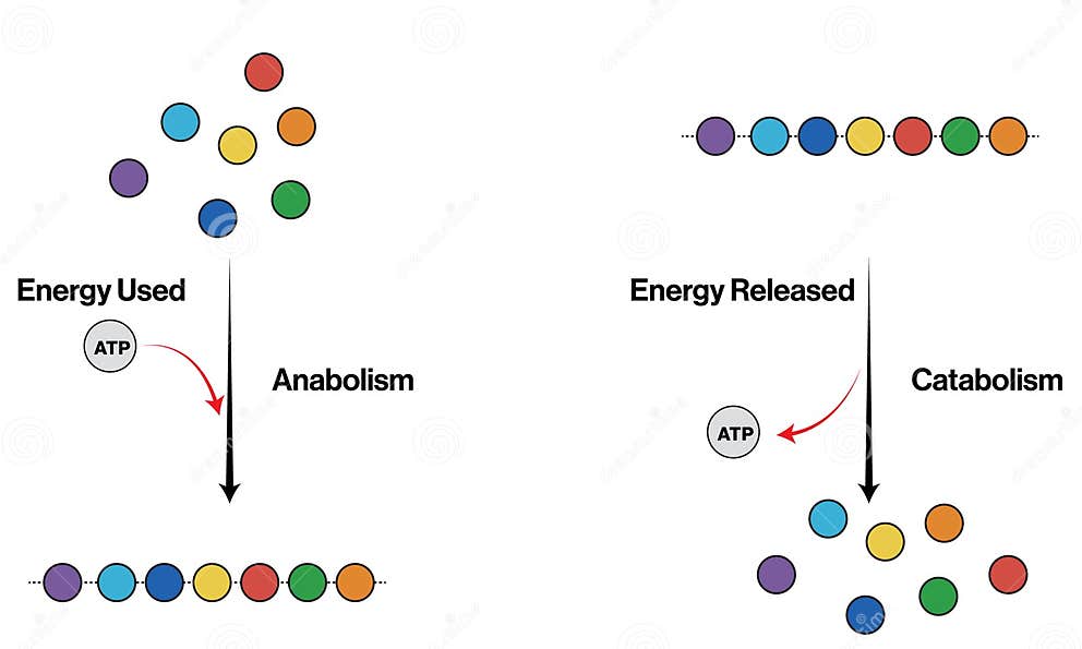 Illustration Depicting the Intricate Process of Metabolism on a White ...