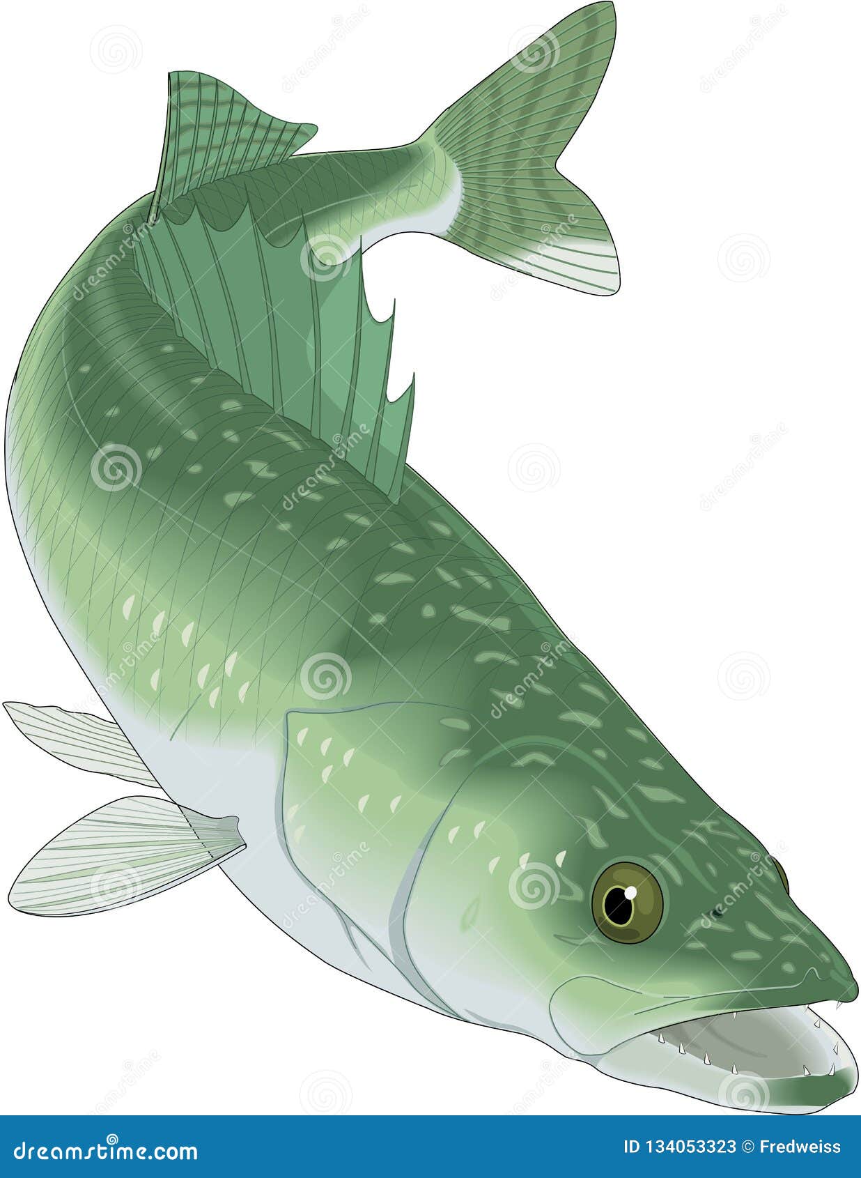 Walleye Illustration Cartoon Vector | CartoonDealer.com #134053323