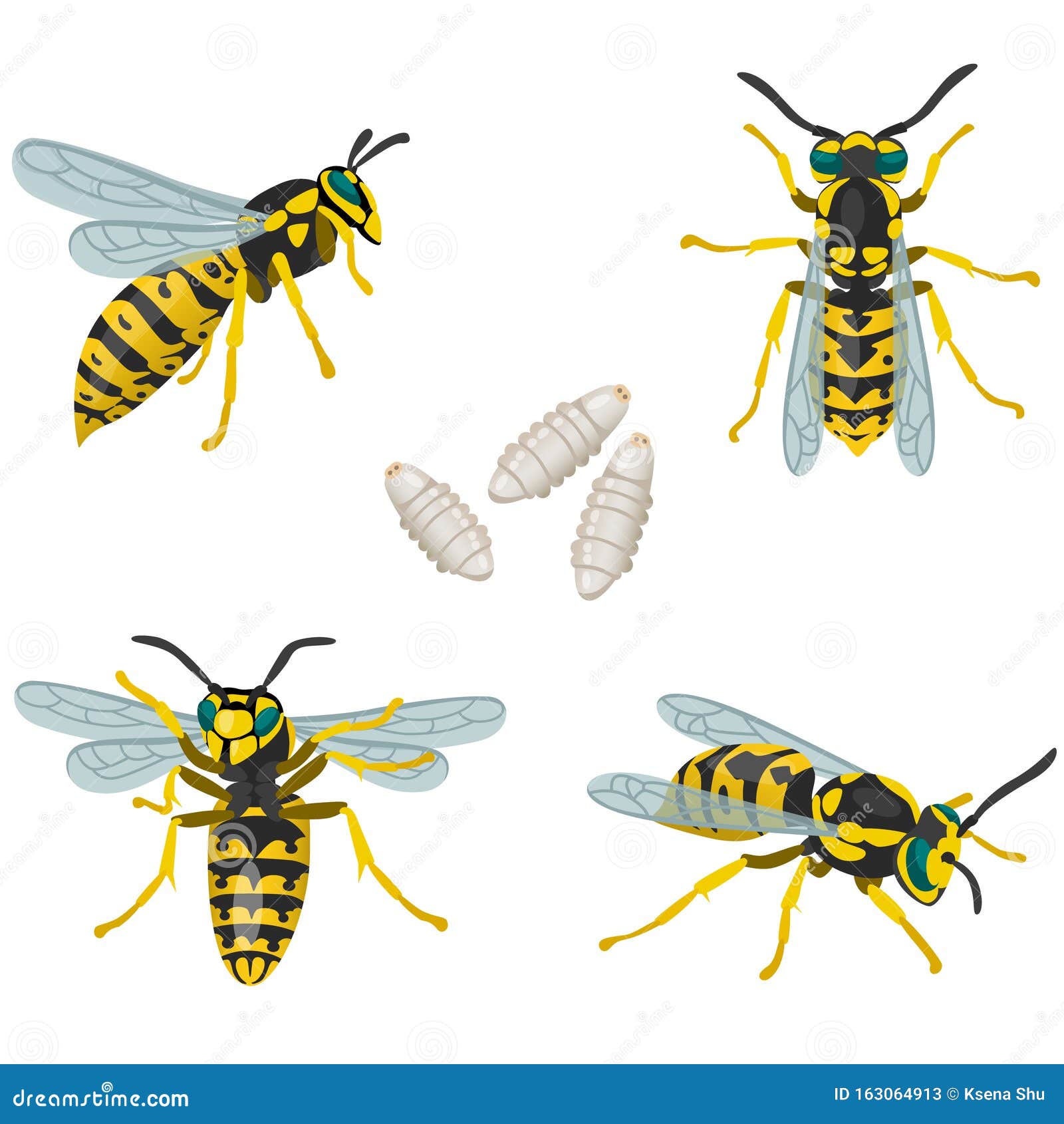 Four Poses Of Wasp Insect And Its Larvae Vector Illustration ...