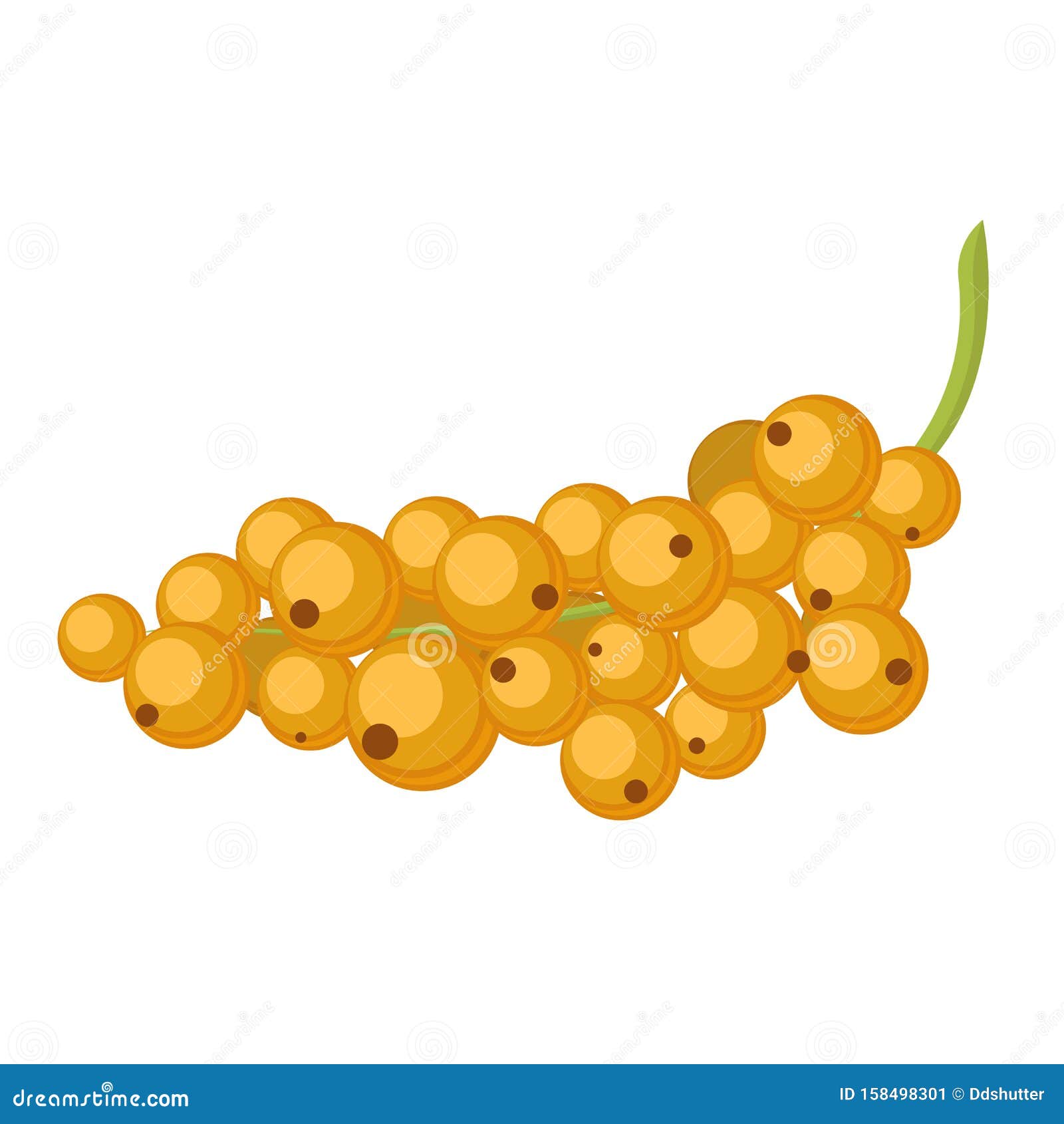 Vector Illustration of White Currant Berry. White Currant Vector ...