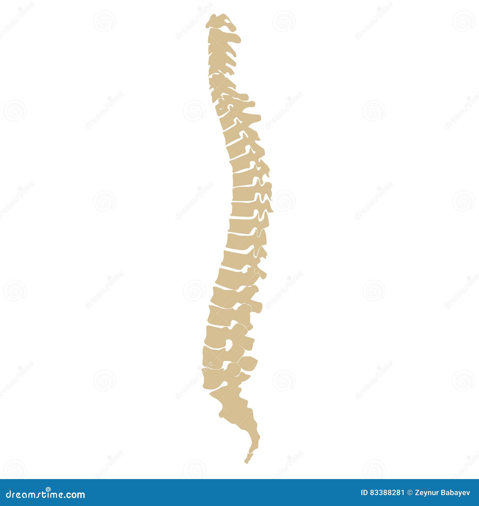 Vector Illustration White Spine Diagnostic Symbol Stock Vector ...