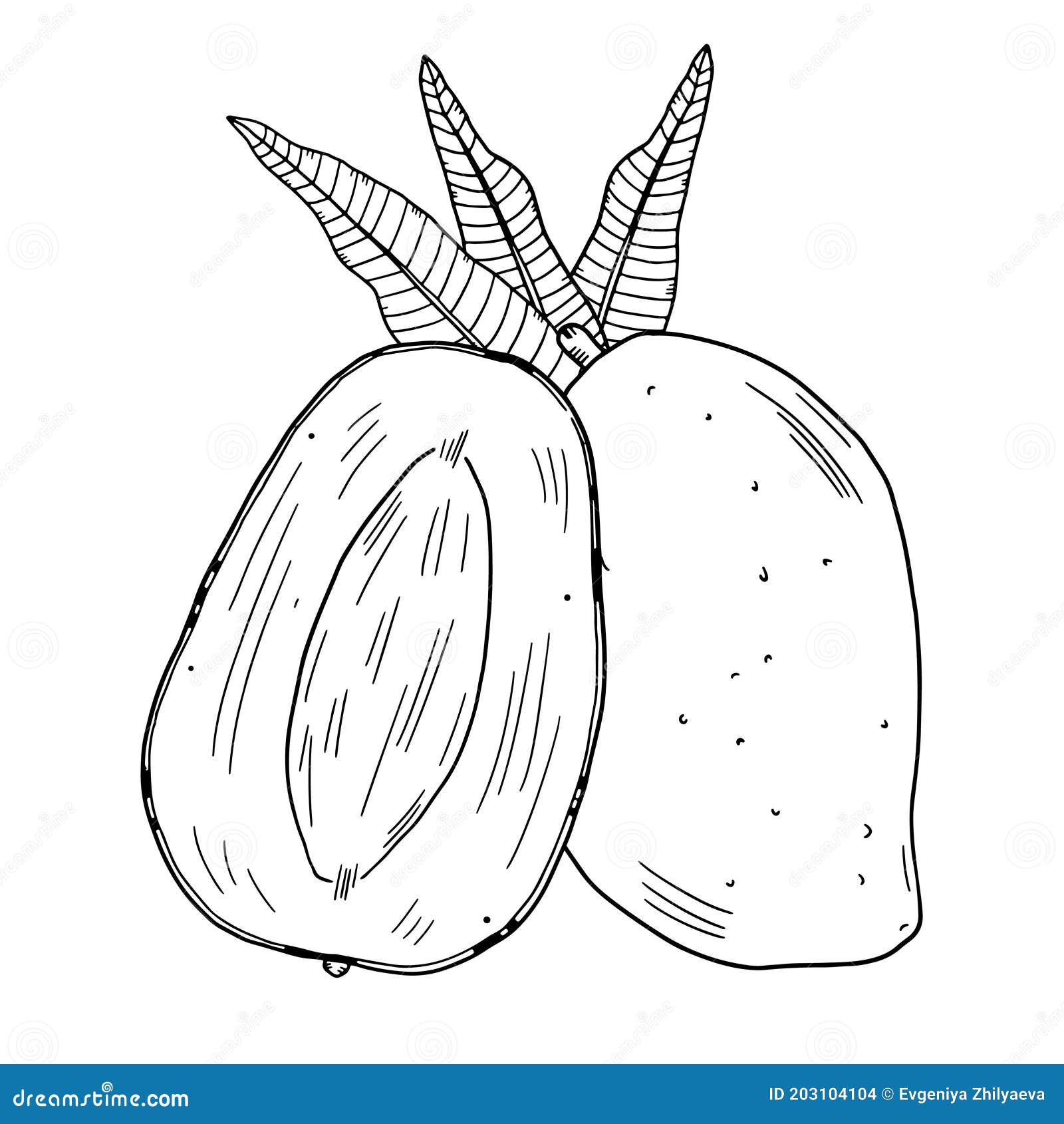Vector Illustration of a Whole Mango and Half a Fruit, Leaves of a ...