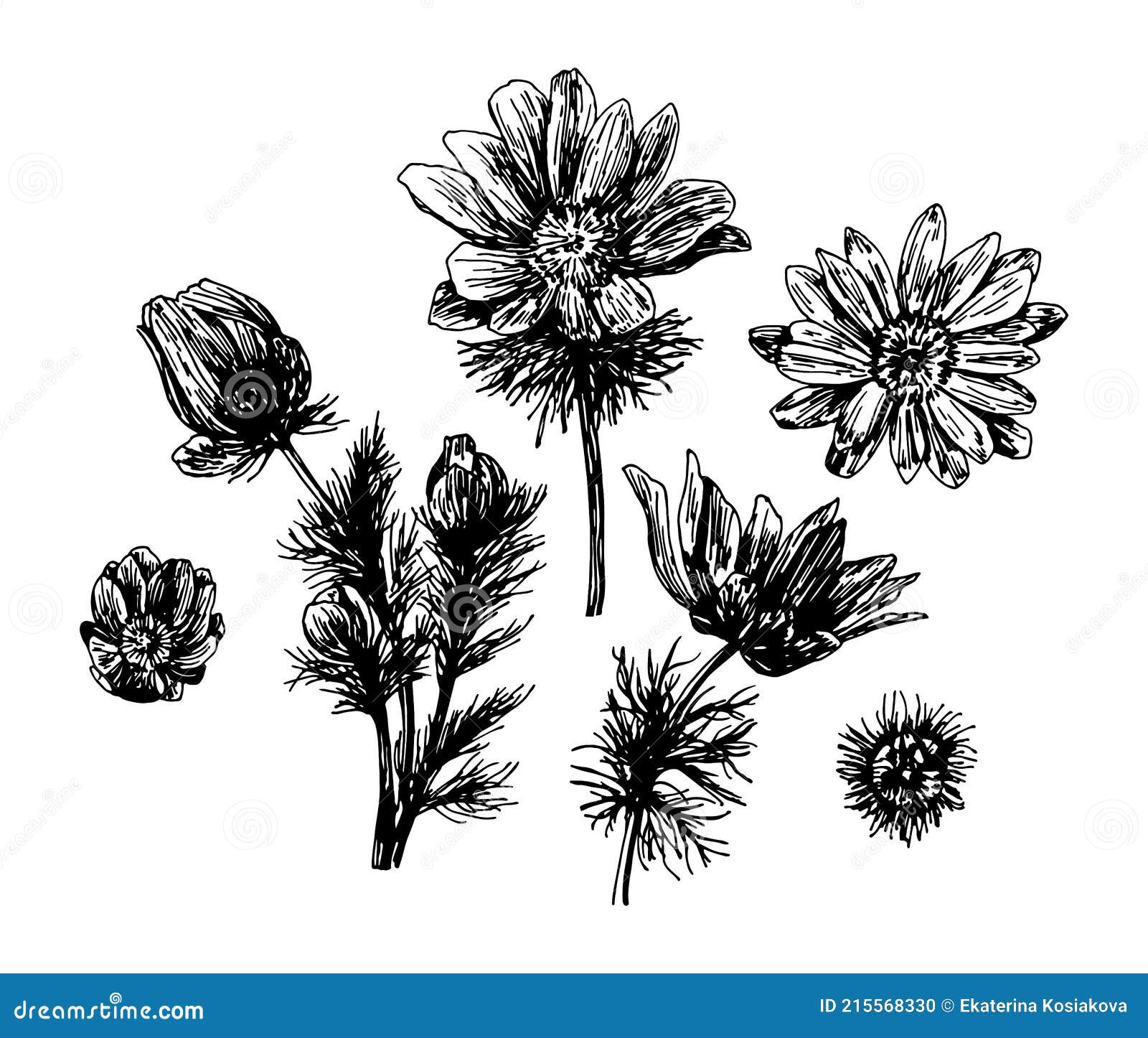 Vector Illustrations of Adonis Vernalis Drawn with a Black Line on a ...