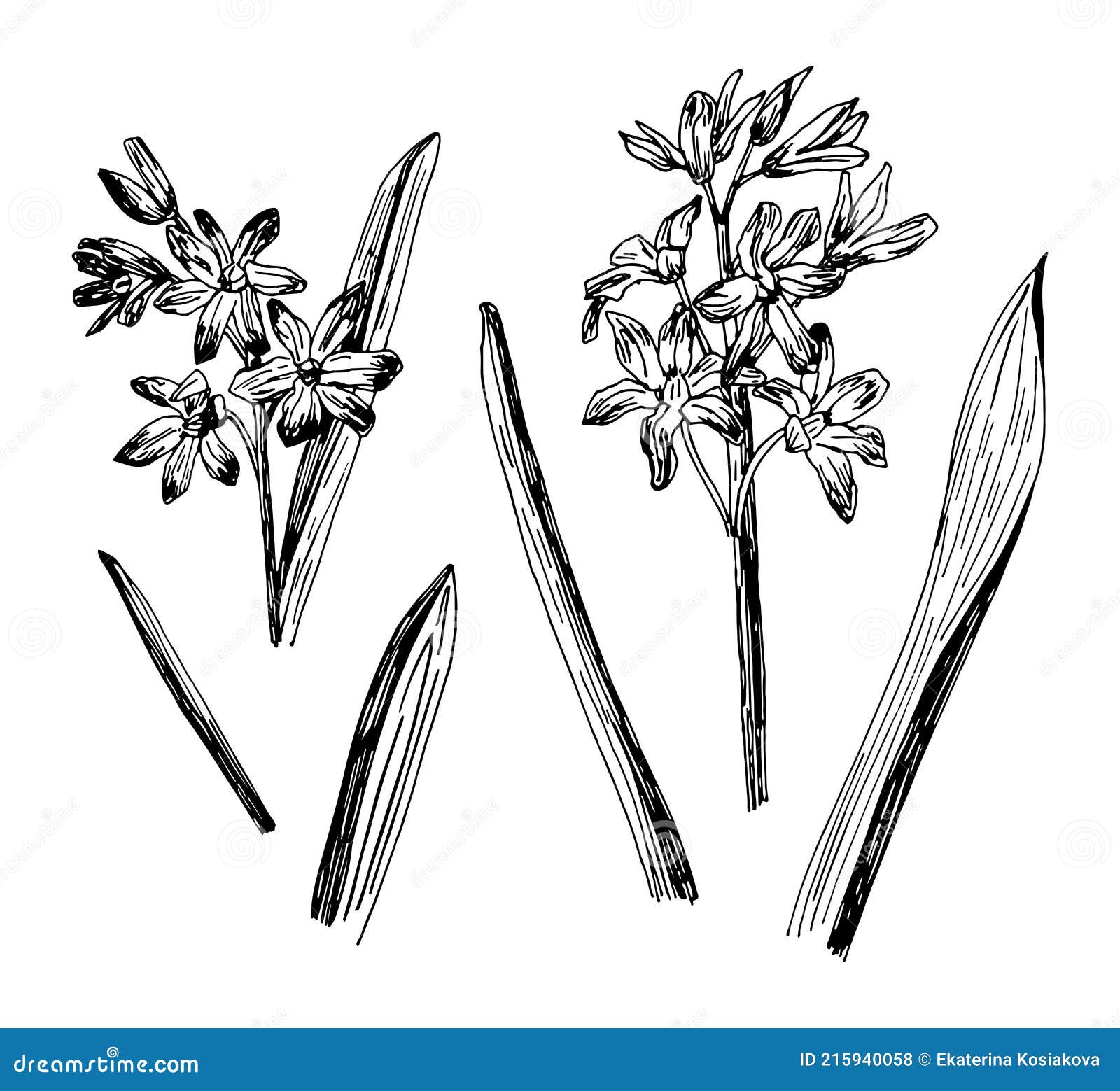 Vector Illustrations of Chionodoxa Drawn with a Black Line on a White ...