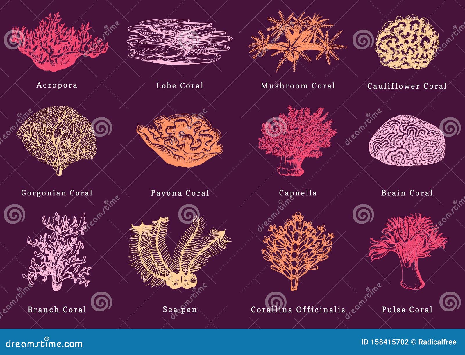 Cauliflower Coral Vector Illustration.Drawing Of Sea Polyp On White ...