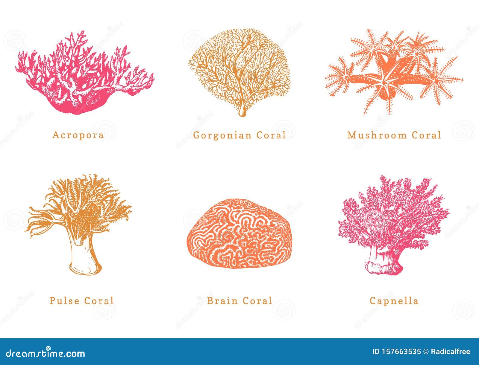 Vector Illustrations of Color Corals. Collection of Drawn Sea Polyps on ...