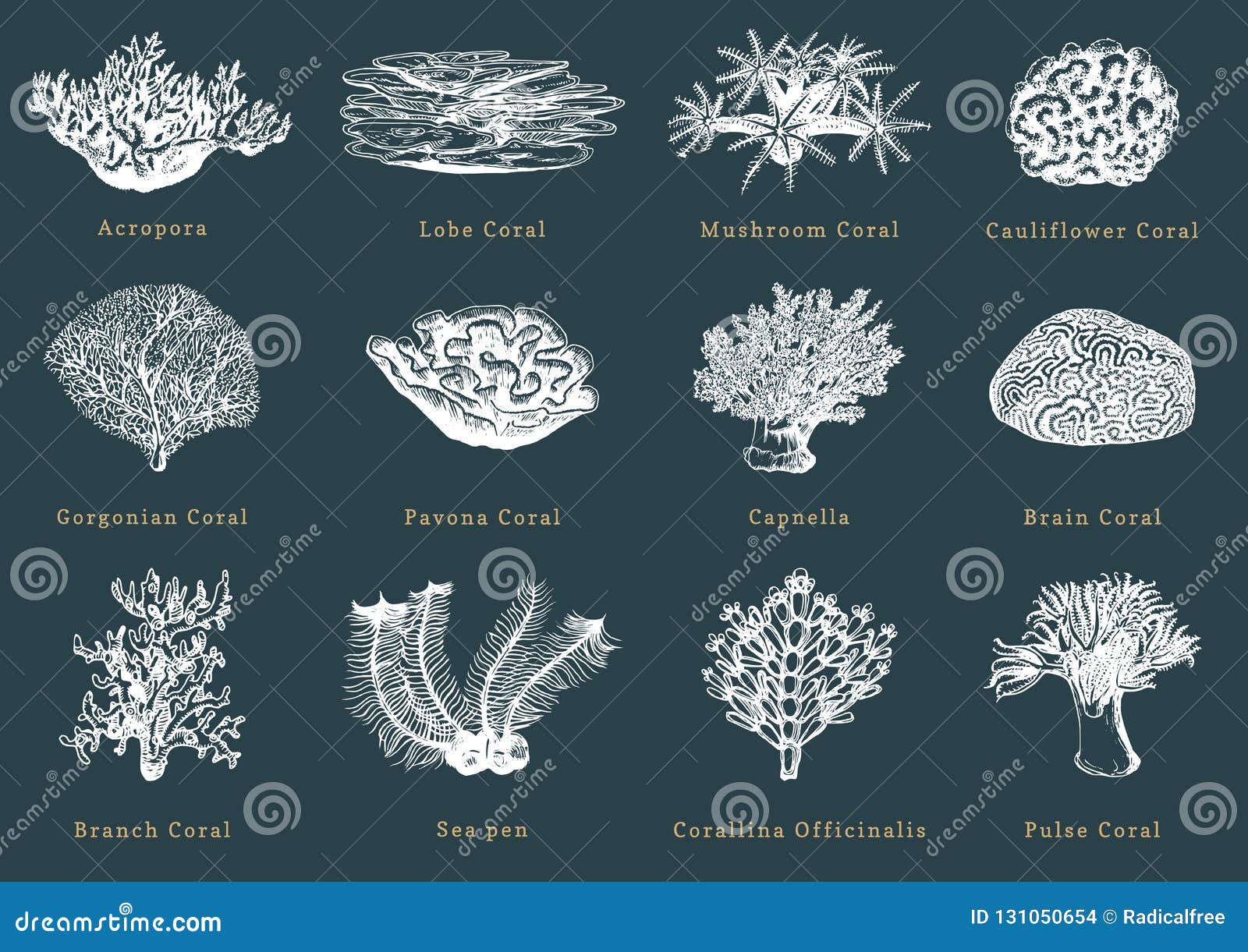 Vector Illustrations of Corals. Collection of Drawn Sea Polyps on Black ...