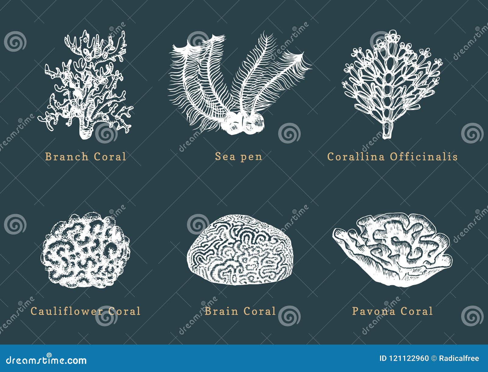 Vector Illustrations of Corals.Collection of Drawn Sea Polyps on Dark ...