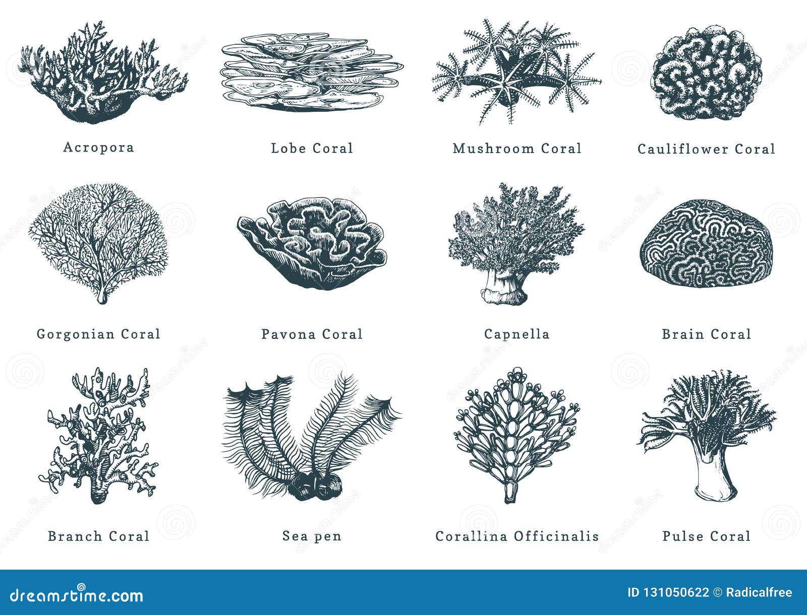 Sea Polyps Stock Illustrations – 484 Sea Polyps Stock Illustrations ...