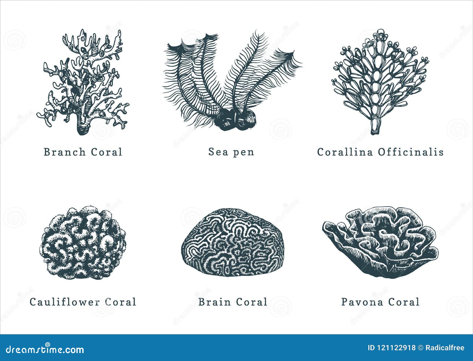 Vector Illustrations of Corals.Collection of Drawn Sea Polyps on White ...