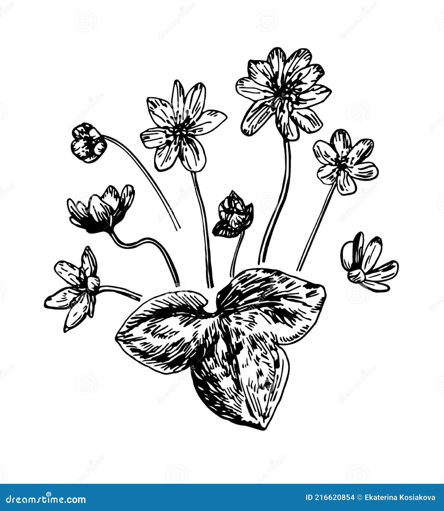 Vector Illustrations of Hepatica Drawn with a Black Line on a White ...