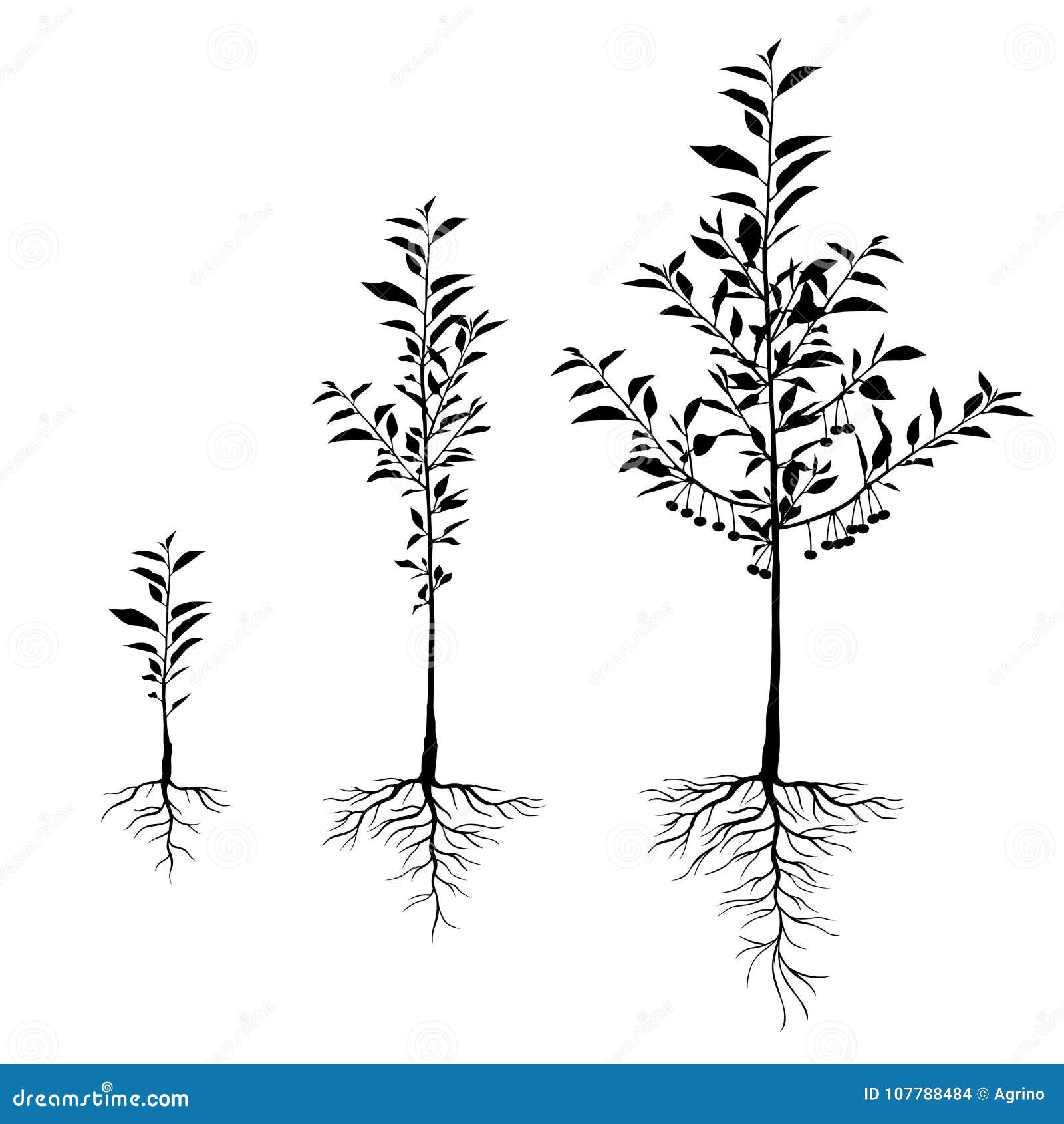 Seedling With Roots Vector Illustration | CartoonDealer.com #27011096