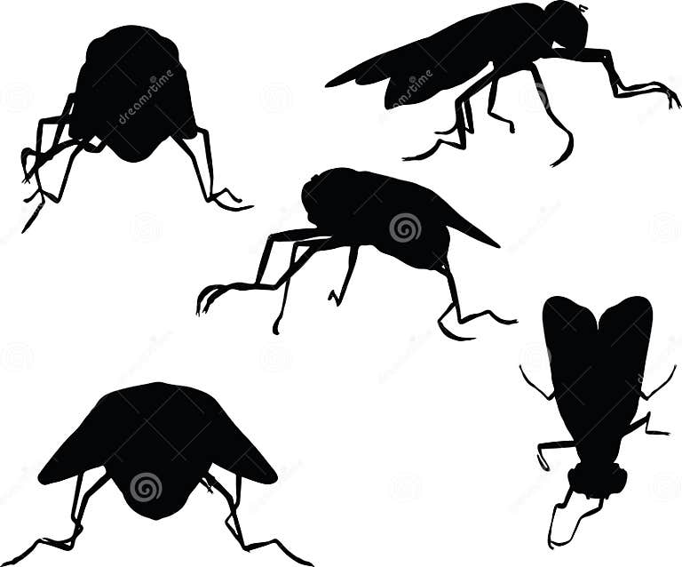 Vector Image - Bug Fly Silhouette on White Background Stock Vector ...