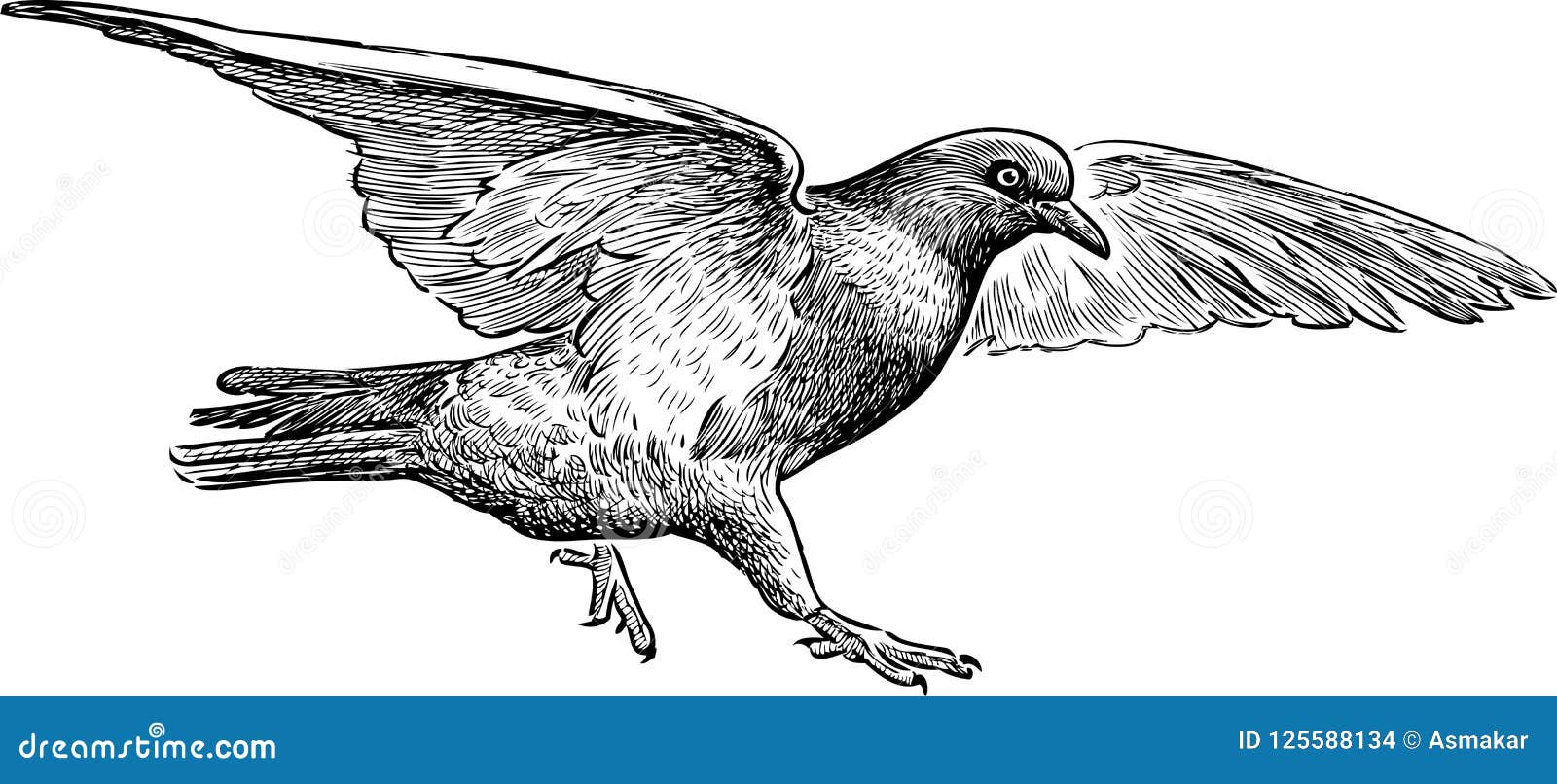 Hand Drawing of a Flying Pigeon Stock Vector - Illustration of beak ...