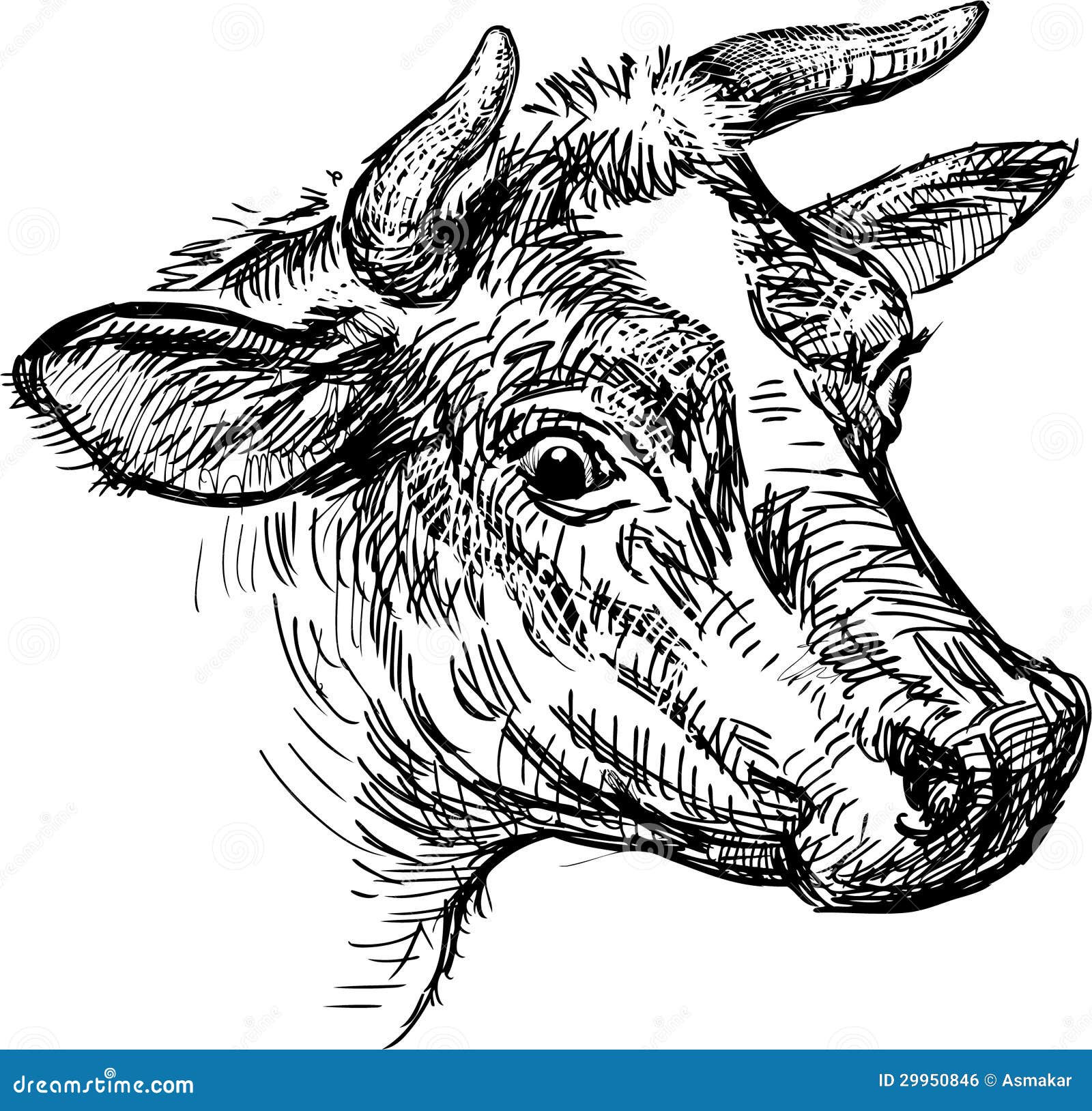 Cow head stock vector. Illustration of portrait, horns - 29950846