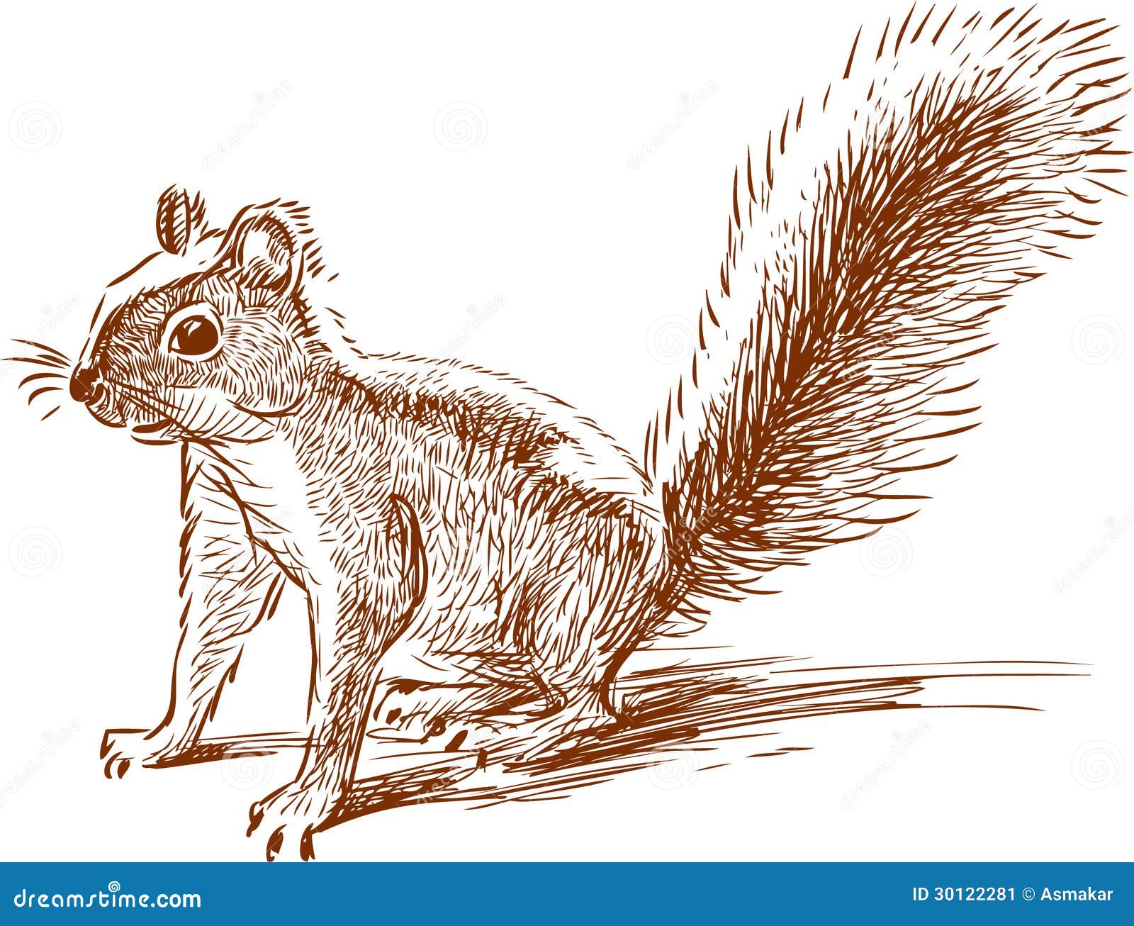 Funny squirell stock vector. Illustration of white, claws - 30122281