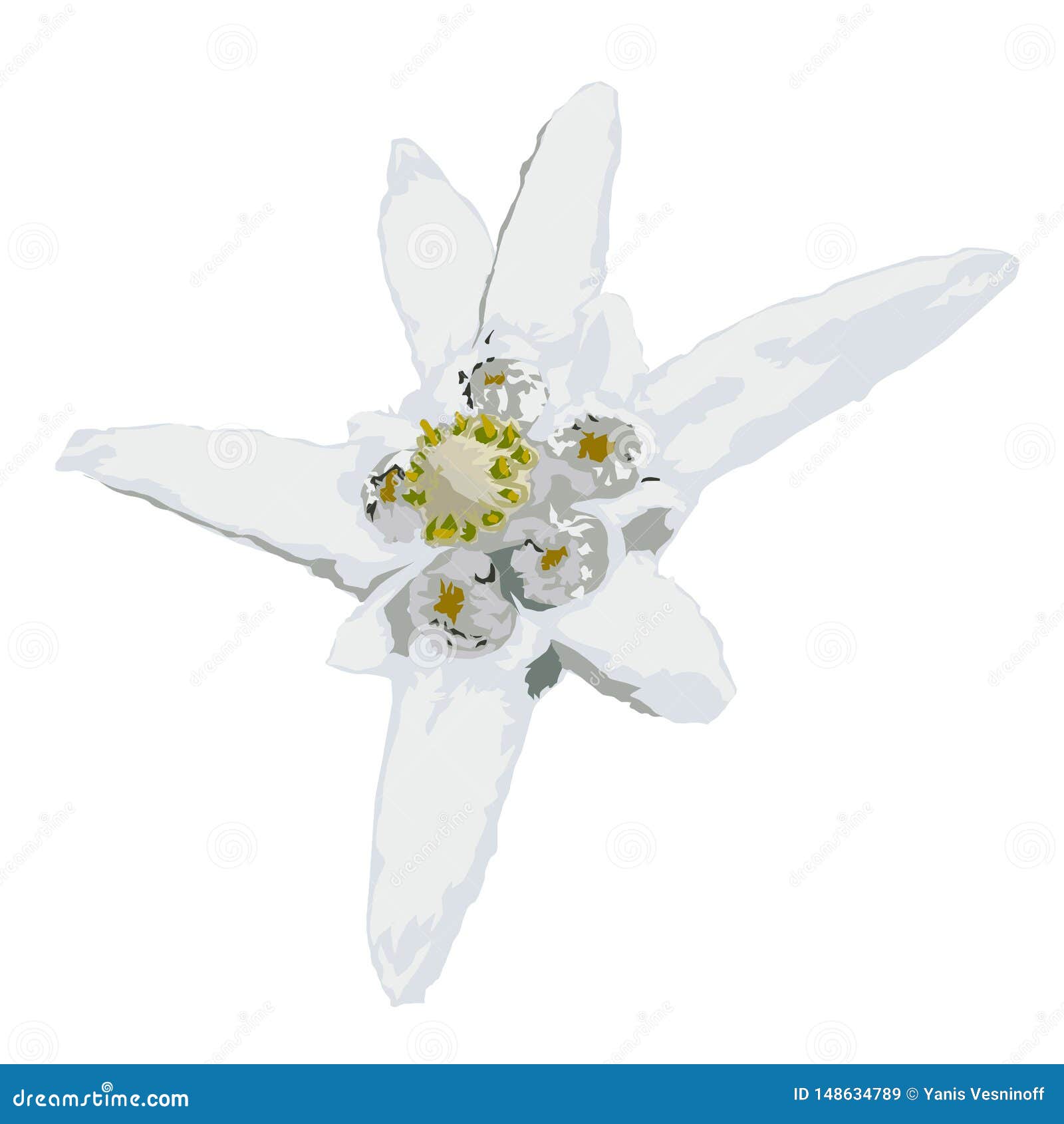 Vector Image of a Edelweiss. Stock Illustration - Illustration of ...