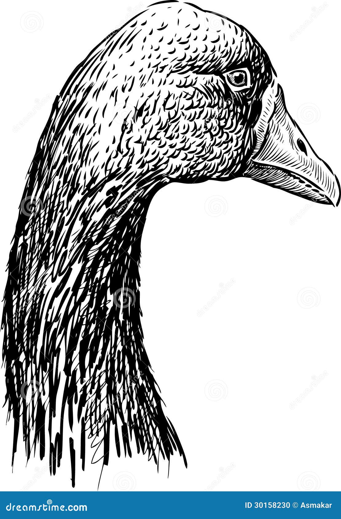 Head of goose 2 stock vector. Illustration of sketch - 30158230