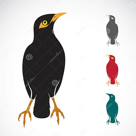 Vector Image of an Myna Bird Stock Vector - Illustration of black ...