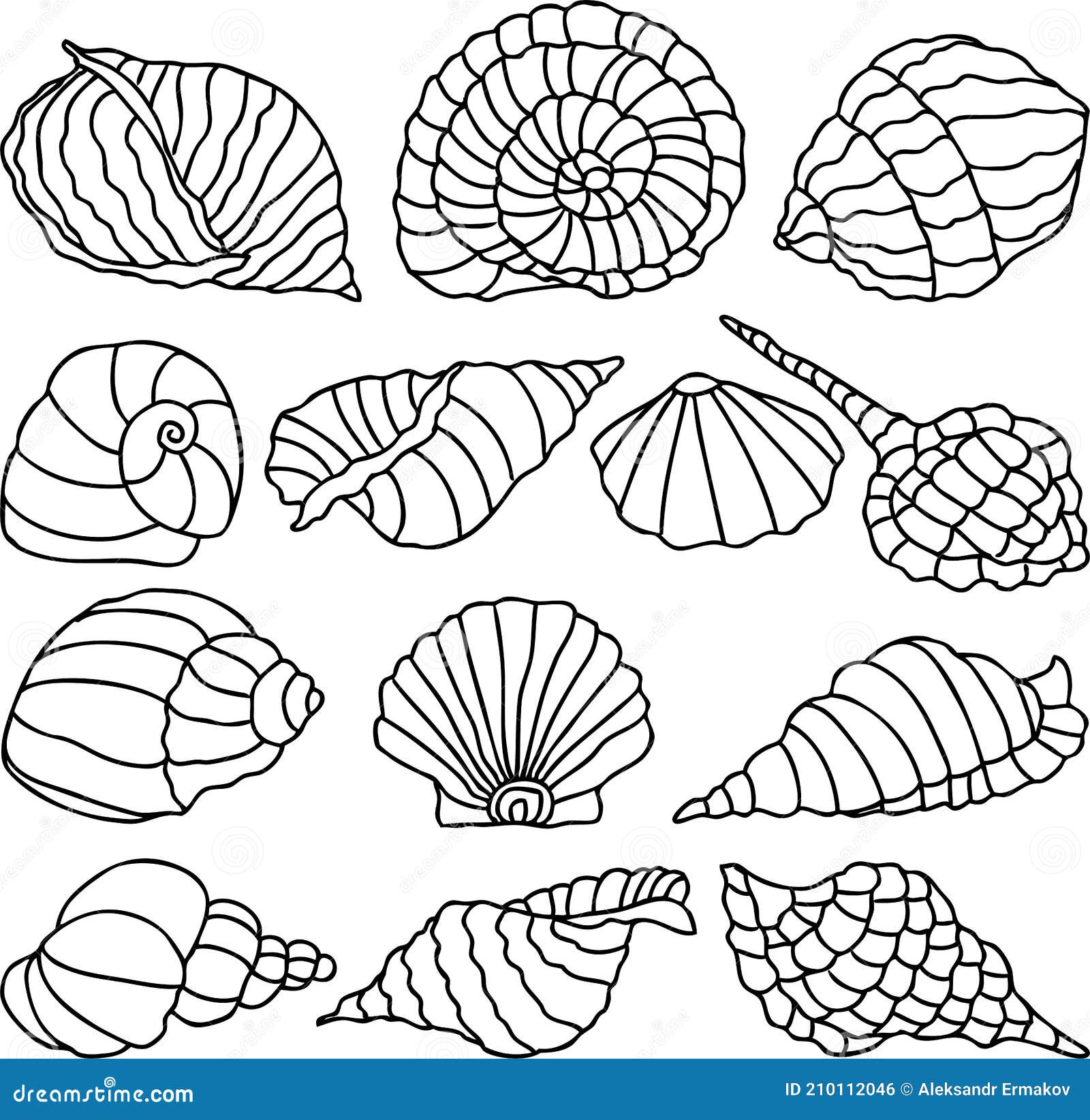 Vector Image of Outlines Various Sea Shells Stock Vector - Illustration ...