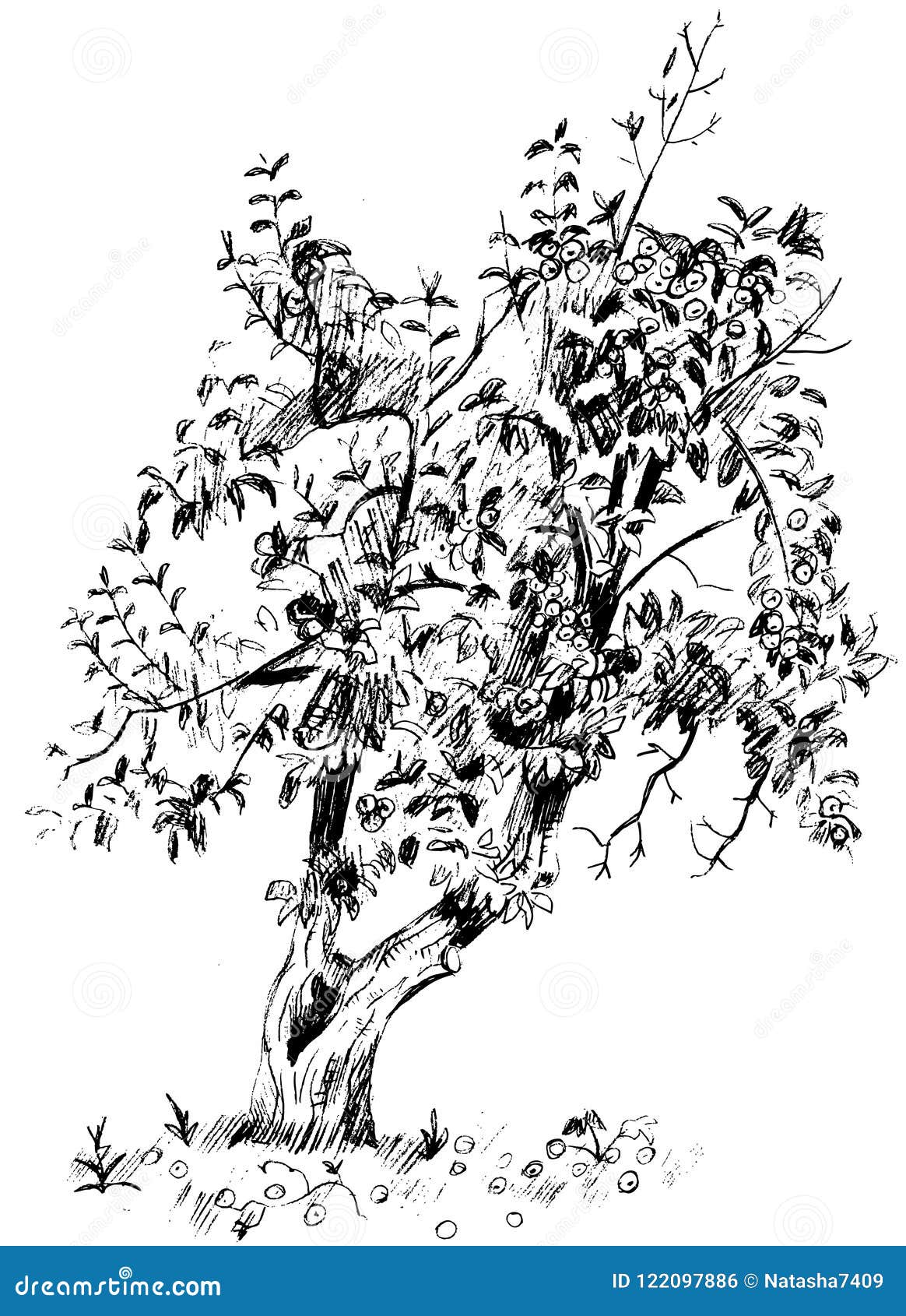 Vector Image of Pear Tree with Branches and Fruits Stock Vector ...