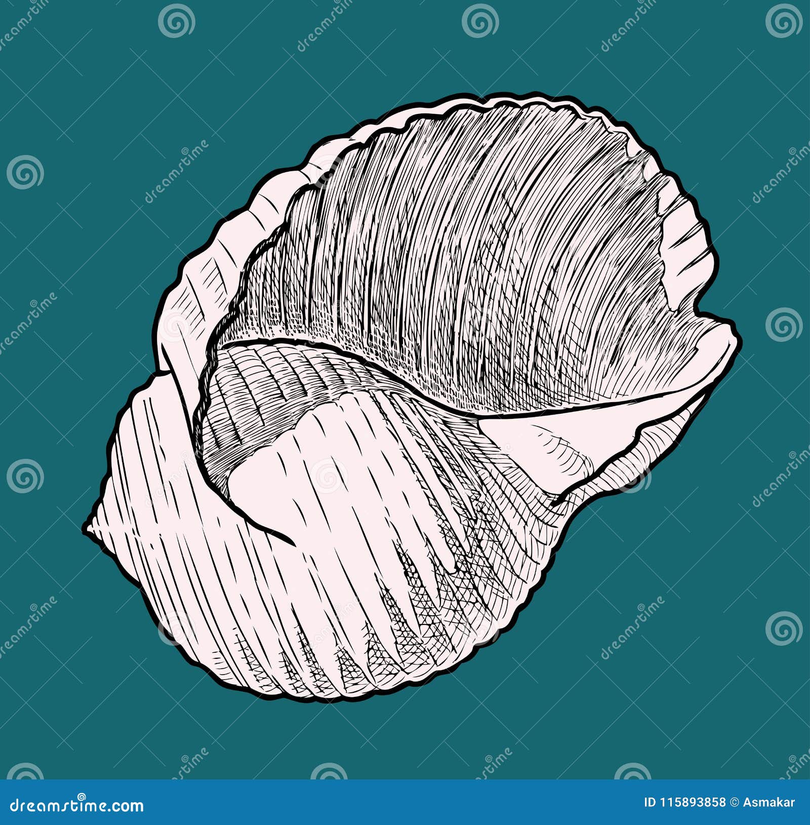 A Vector Drawing of a Seashell Stock Vector - Illustration of graphic ...
