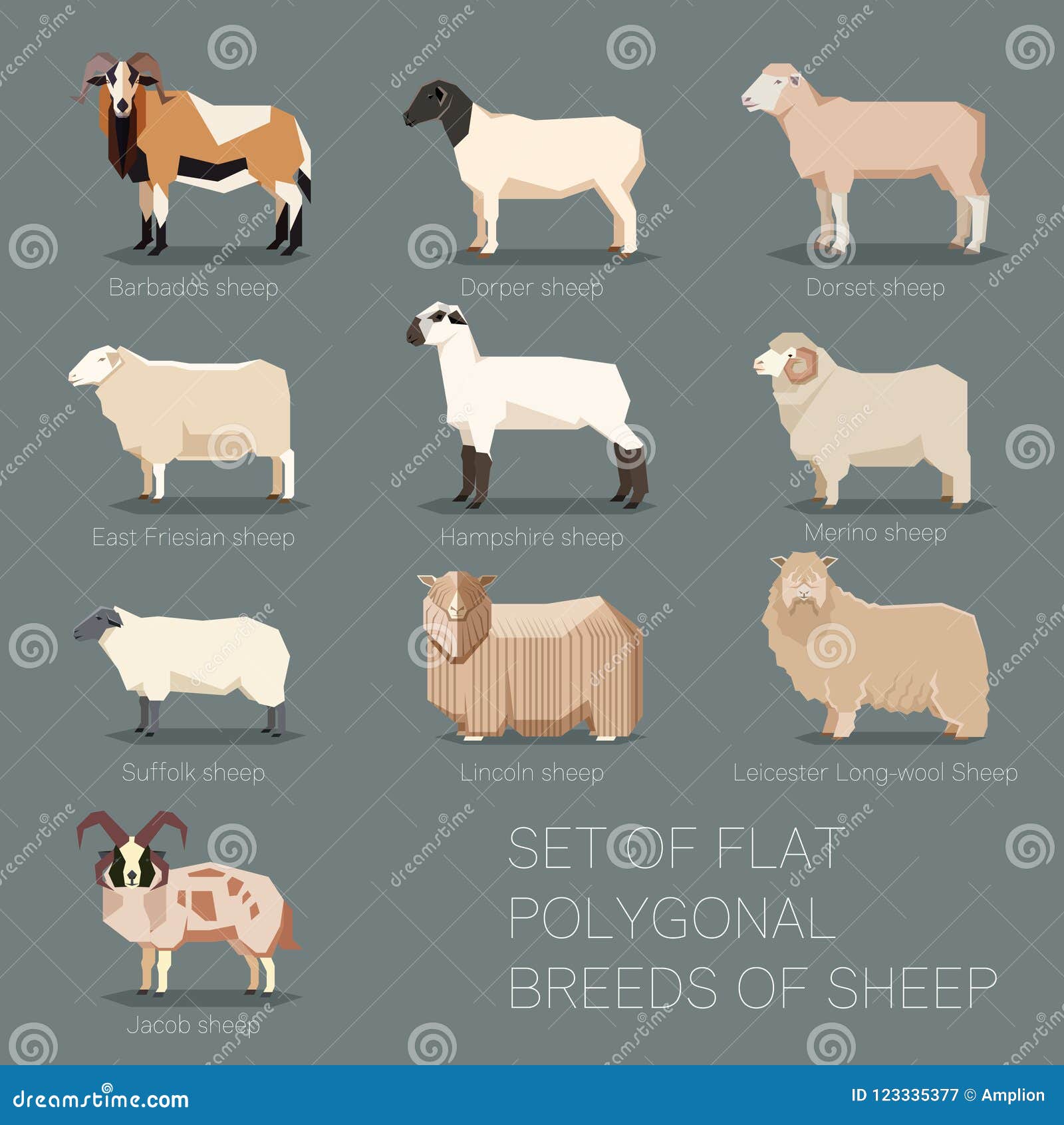 Sheep Dorper Cartoon Vector Illustration | CartoonDealer.com #127676131