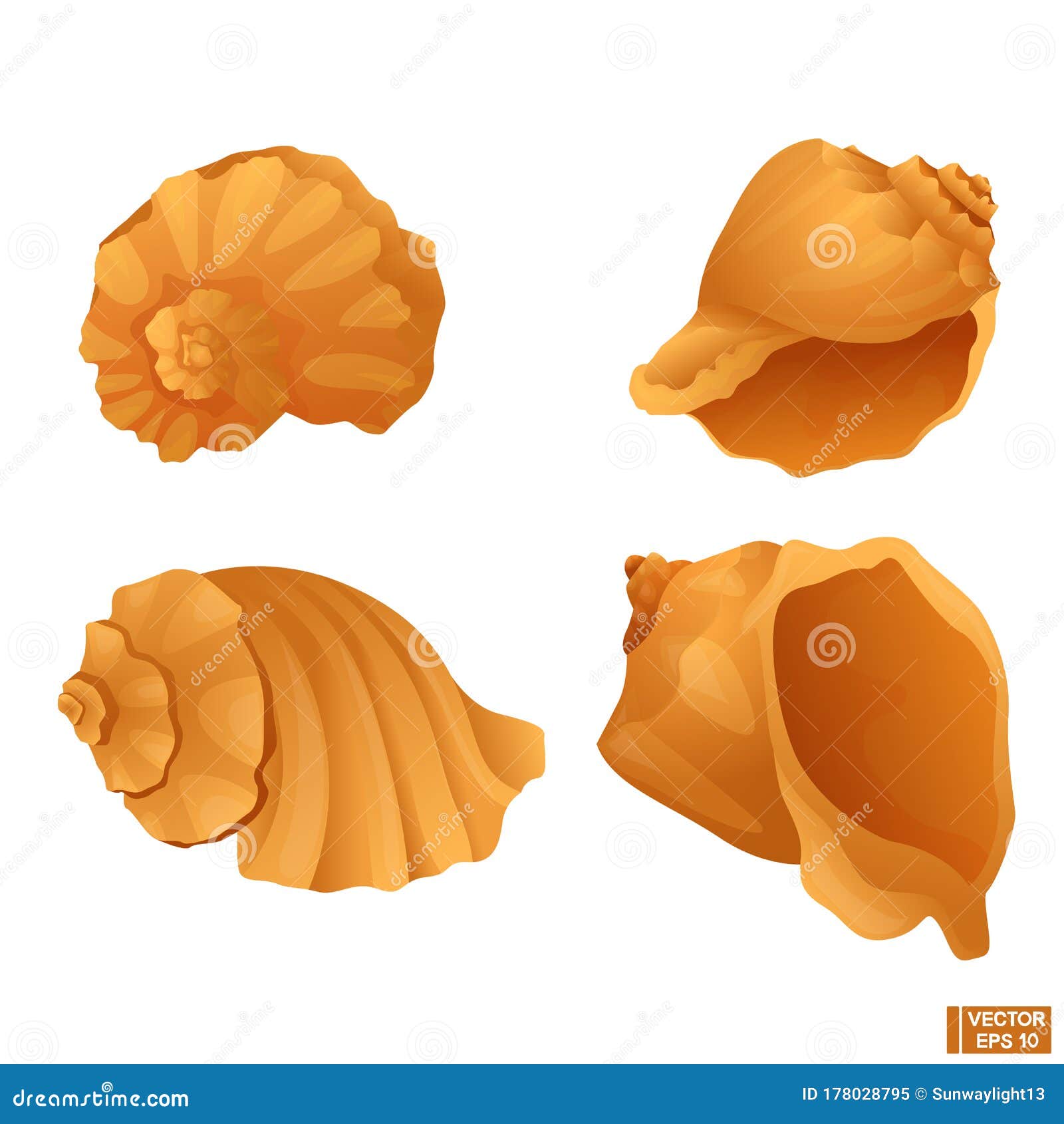 Set of sea shell stock vector. Illustration of element - 178028795