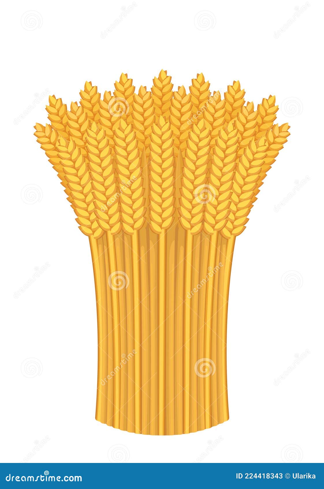 Vector Image. Sheaf of Ripe Wheat Ears Isolated on White. Stock Vector ...