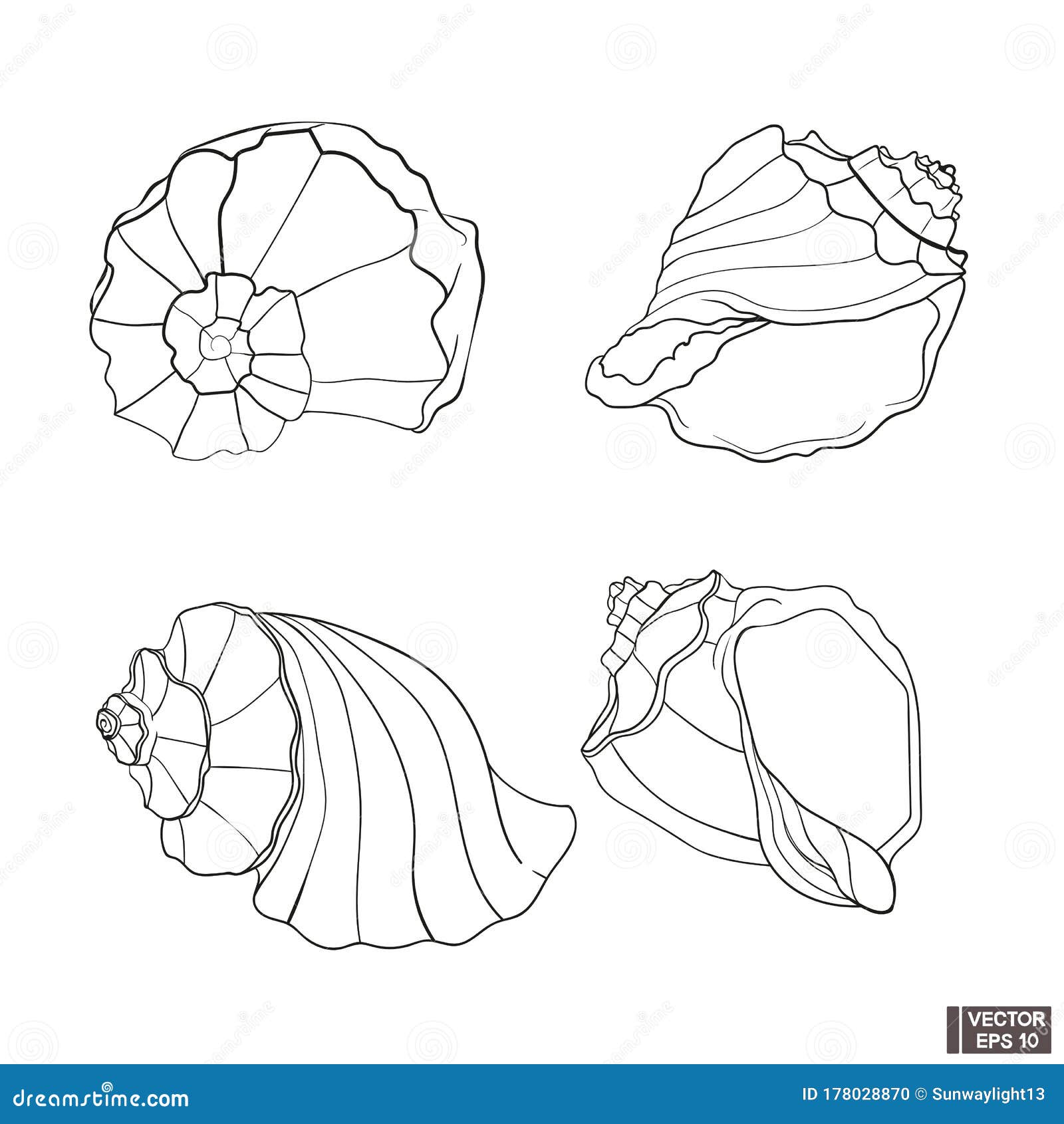 Set of contour seashells stock illustration. Illustration of exotic ...