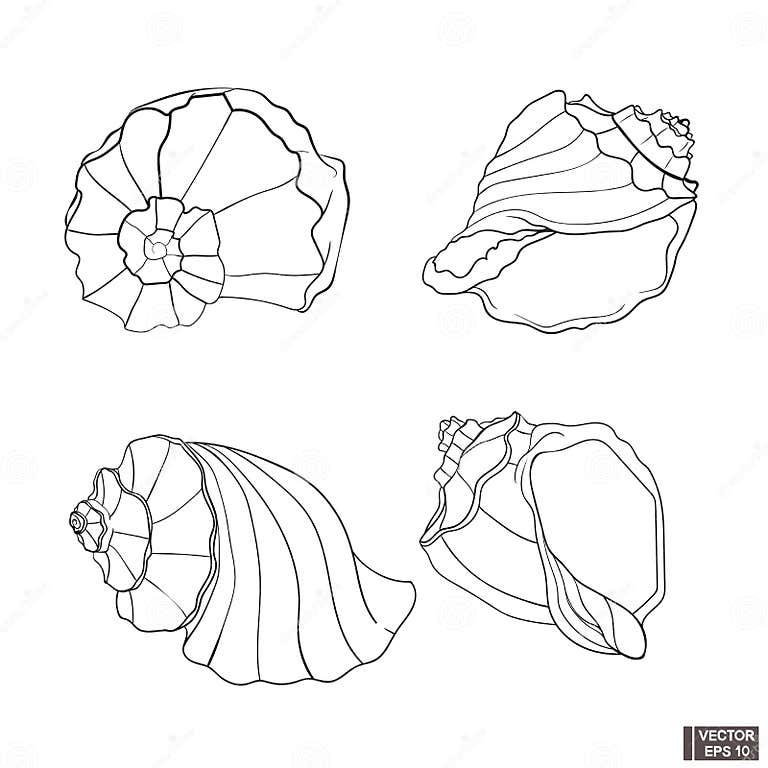 Set of contour seashells stock illustration. Illustration of exotic ...