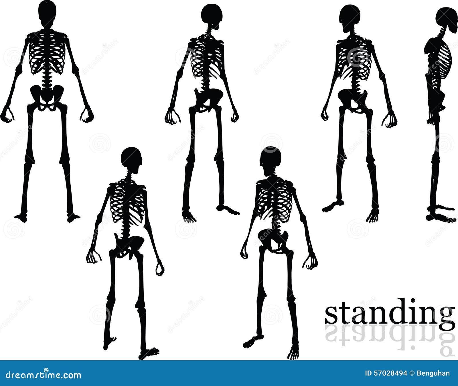 Vector Image - Skeleton Silhouette in Standing Pose on White Background ...