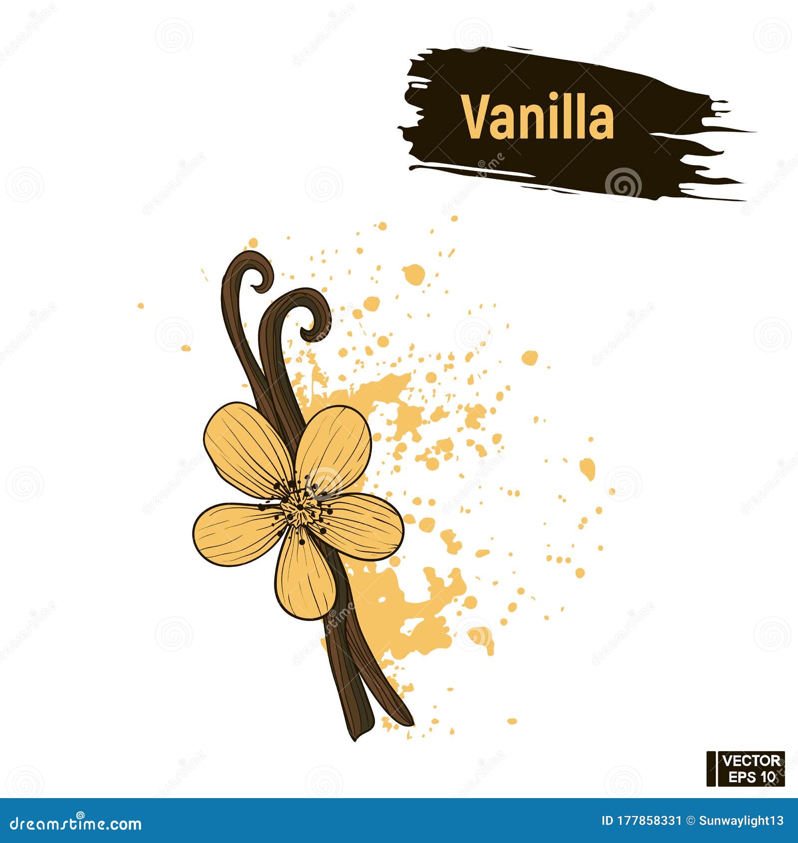 Colored Image Vanilla Sketch Stock Illustration - Illustration of ...