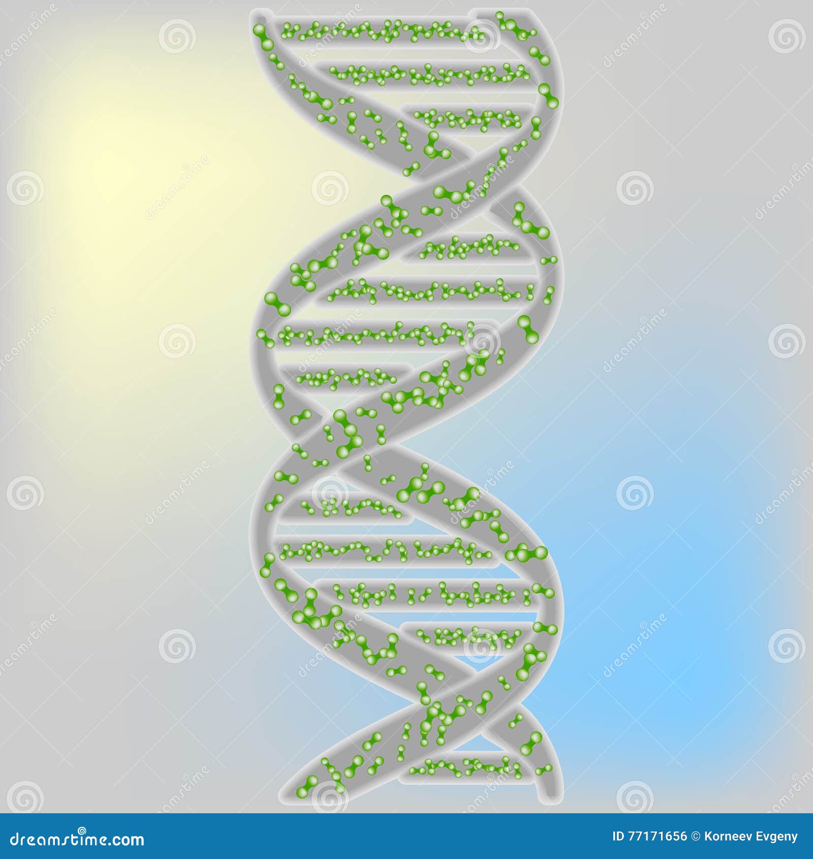 Vector Image of the Structure of DNA, Graphic Anatomy. Molecule on a ...