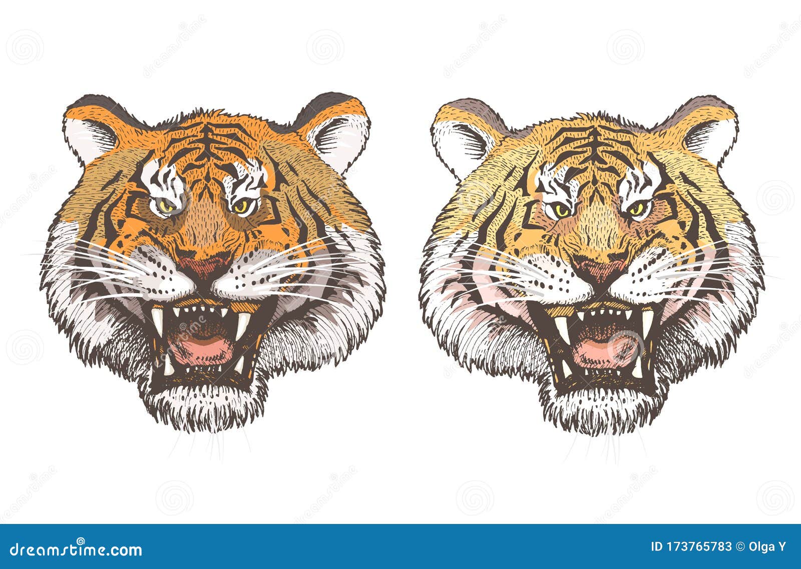 Vector Image of Two Tiger Heads Closeup Stock Vector - Illustration of ...