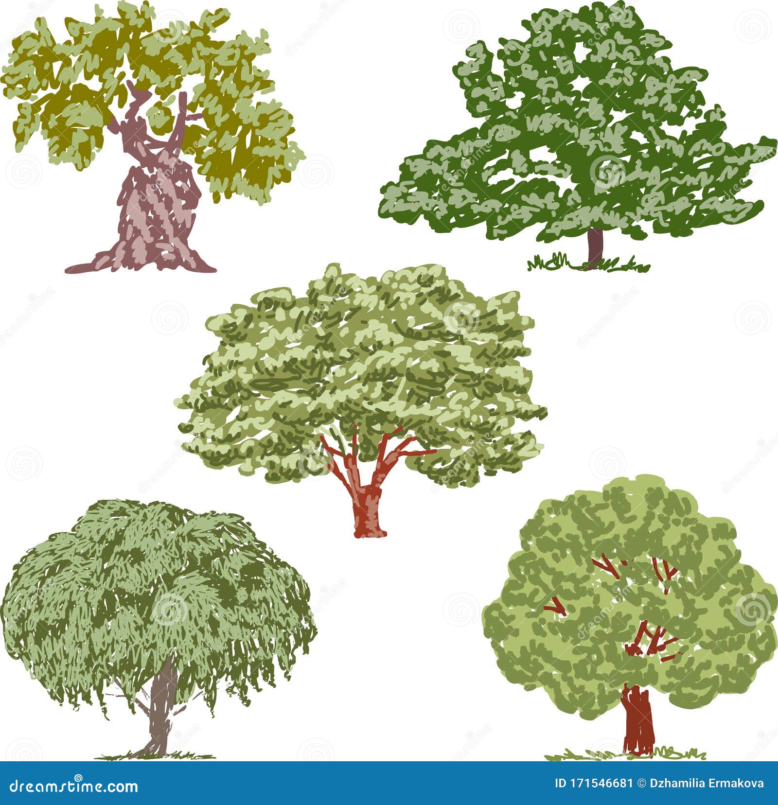 Deciduous Trees With Exuberant Tree Crown Vector Set | CartoonDealer ...