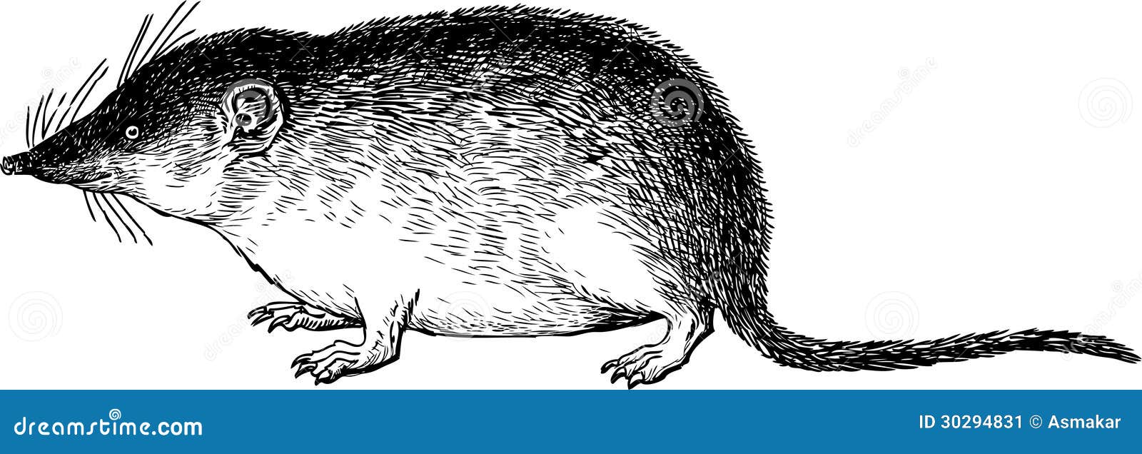 Muskrat Cartoons, Illustrations & Vector Stock Images - 956 Pictures to ...